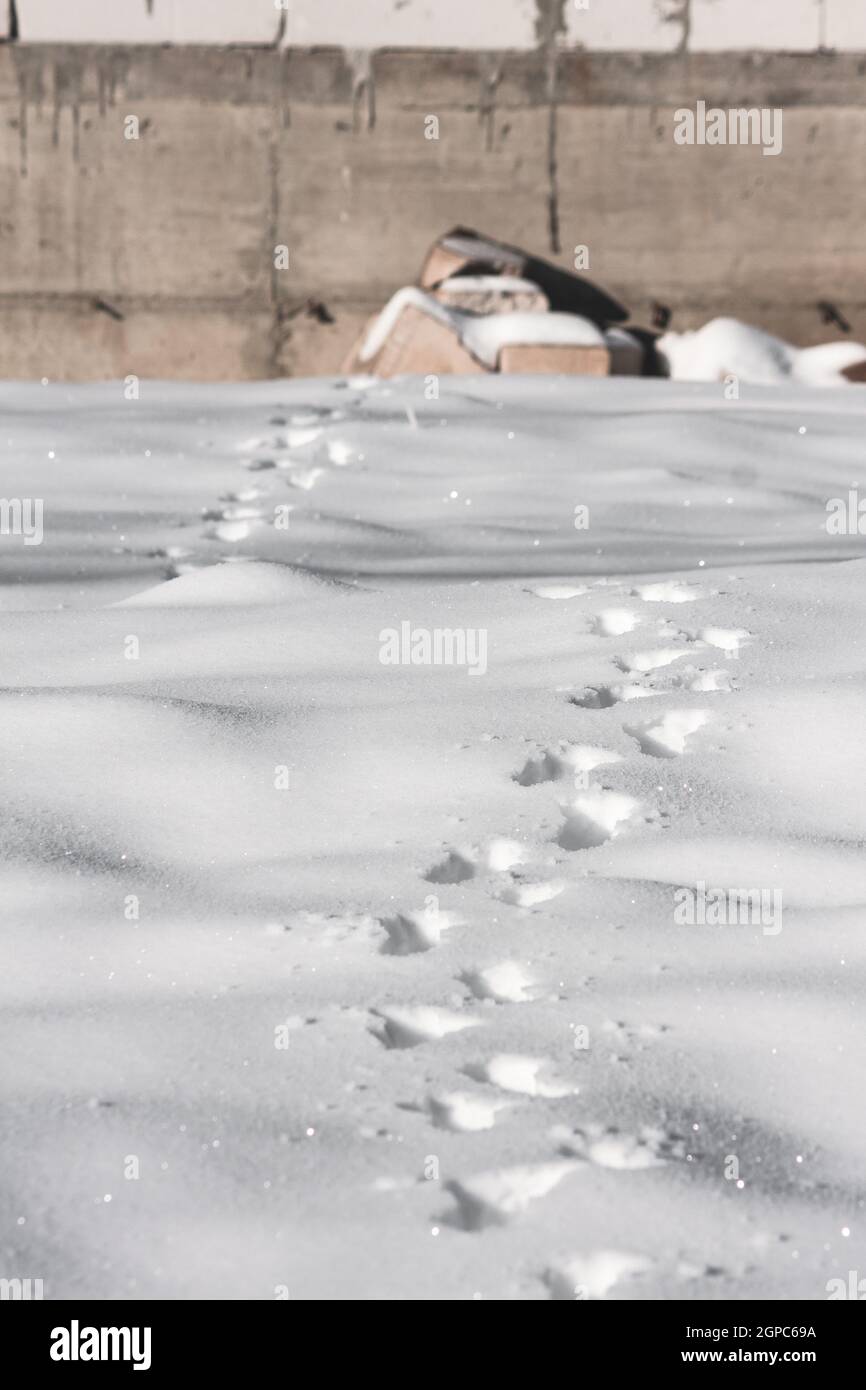 Animal marks hi-res stock photography and images - Alamy