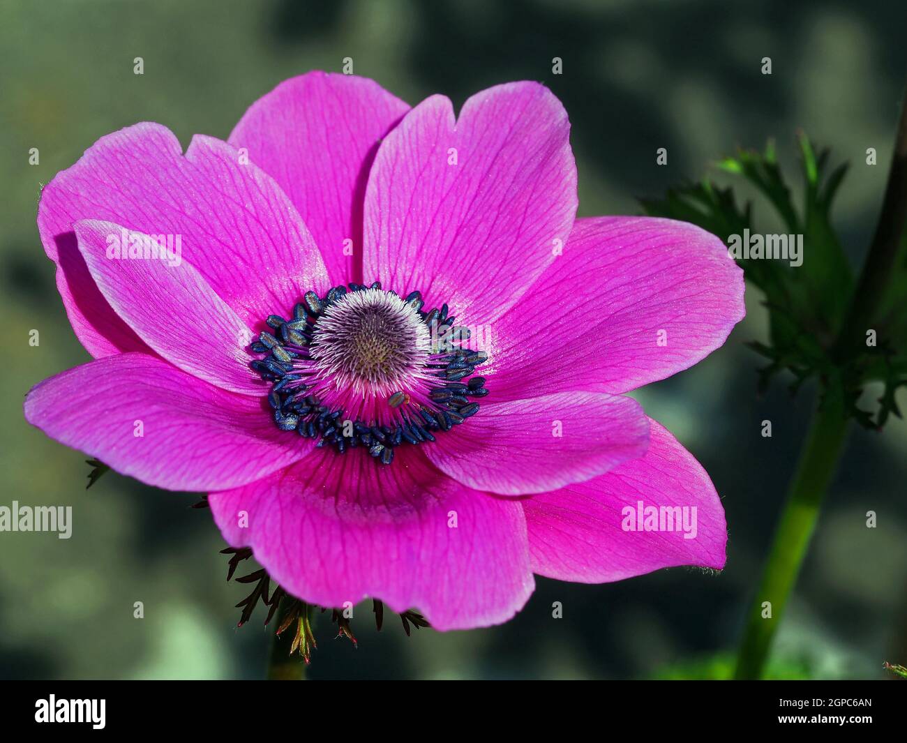 Closeup of a beautiful pink Anemone de Caen flower in a garden Stock ...