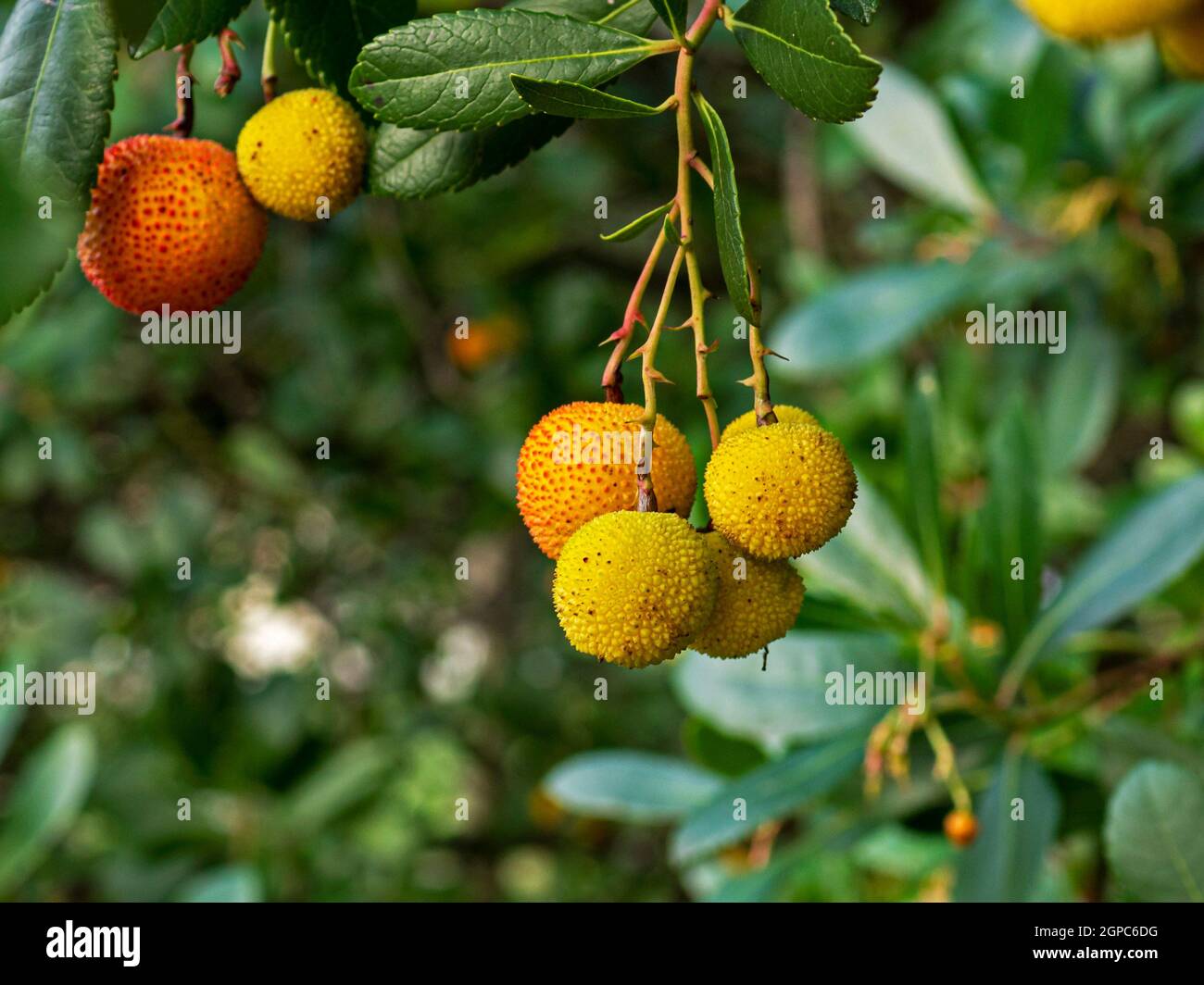 Developing yellow and orange fruits on a strawberry tree (Arbutus unedo ...