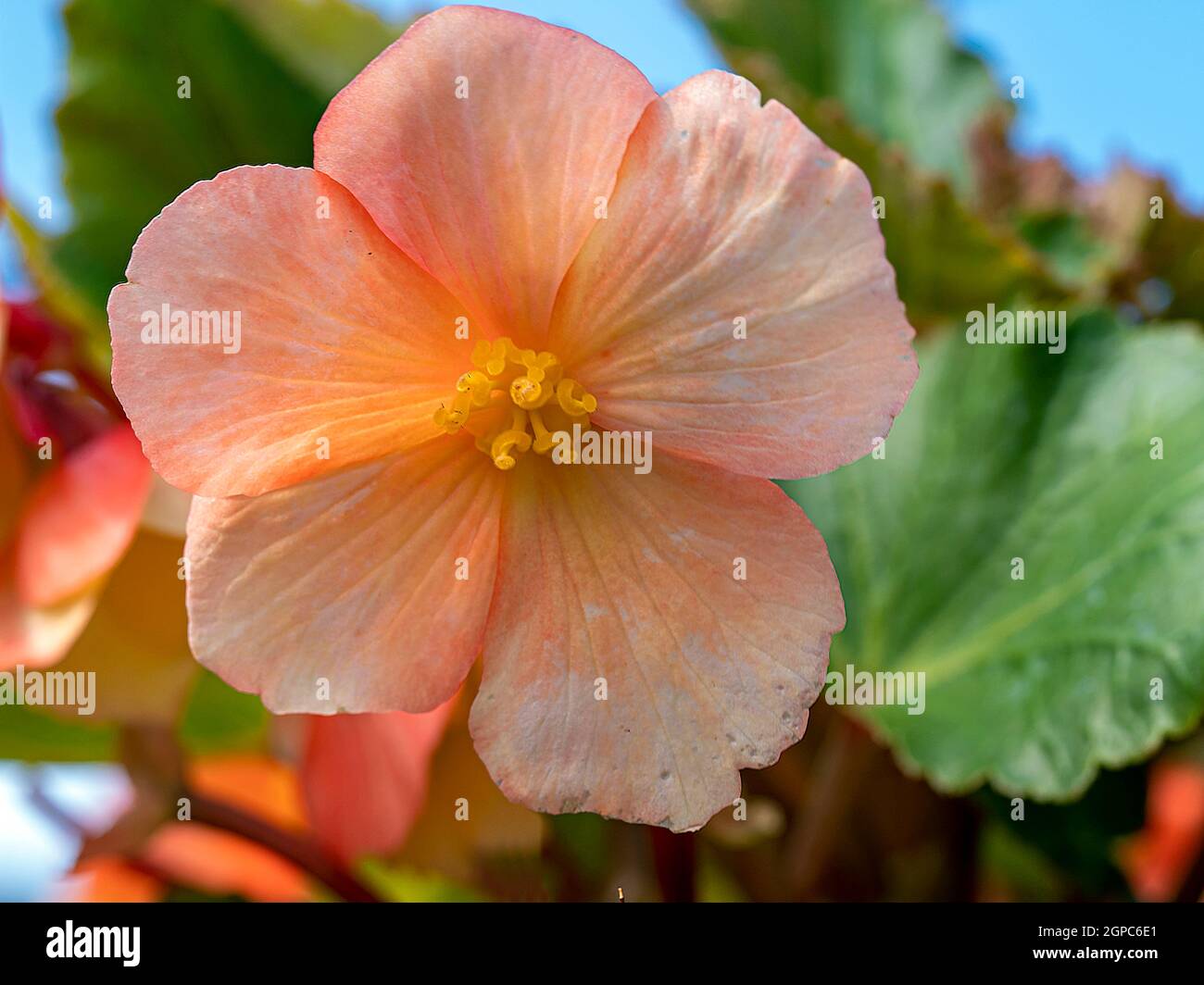 Closeup of a single pretty peach coloured Begonia flower Stock Photo ...