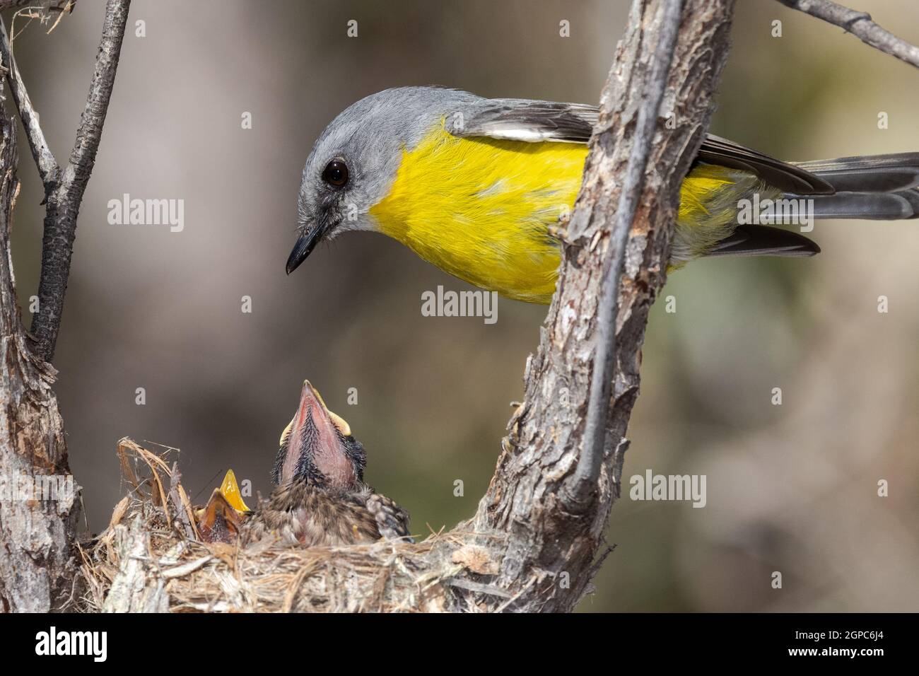 Eastern Yellow Robin at nest with chicks Stock Photo - Alamy