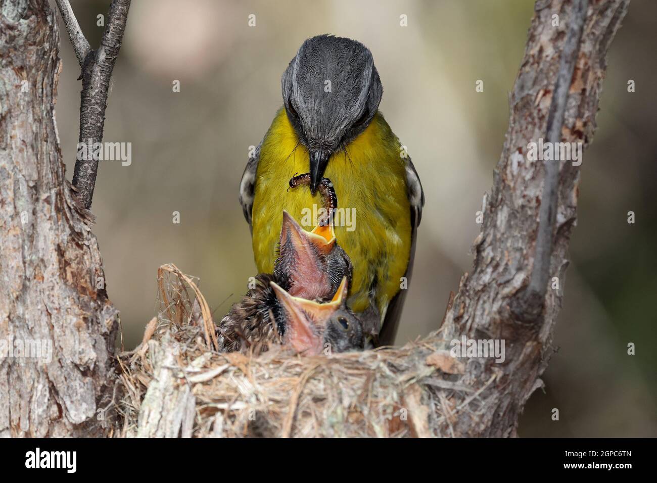 Eastern Yellow Robin at nest feeding a millipede to chick Stock Photo ...