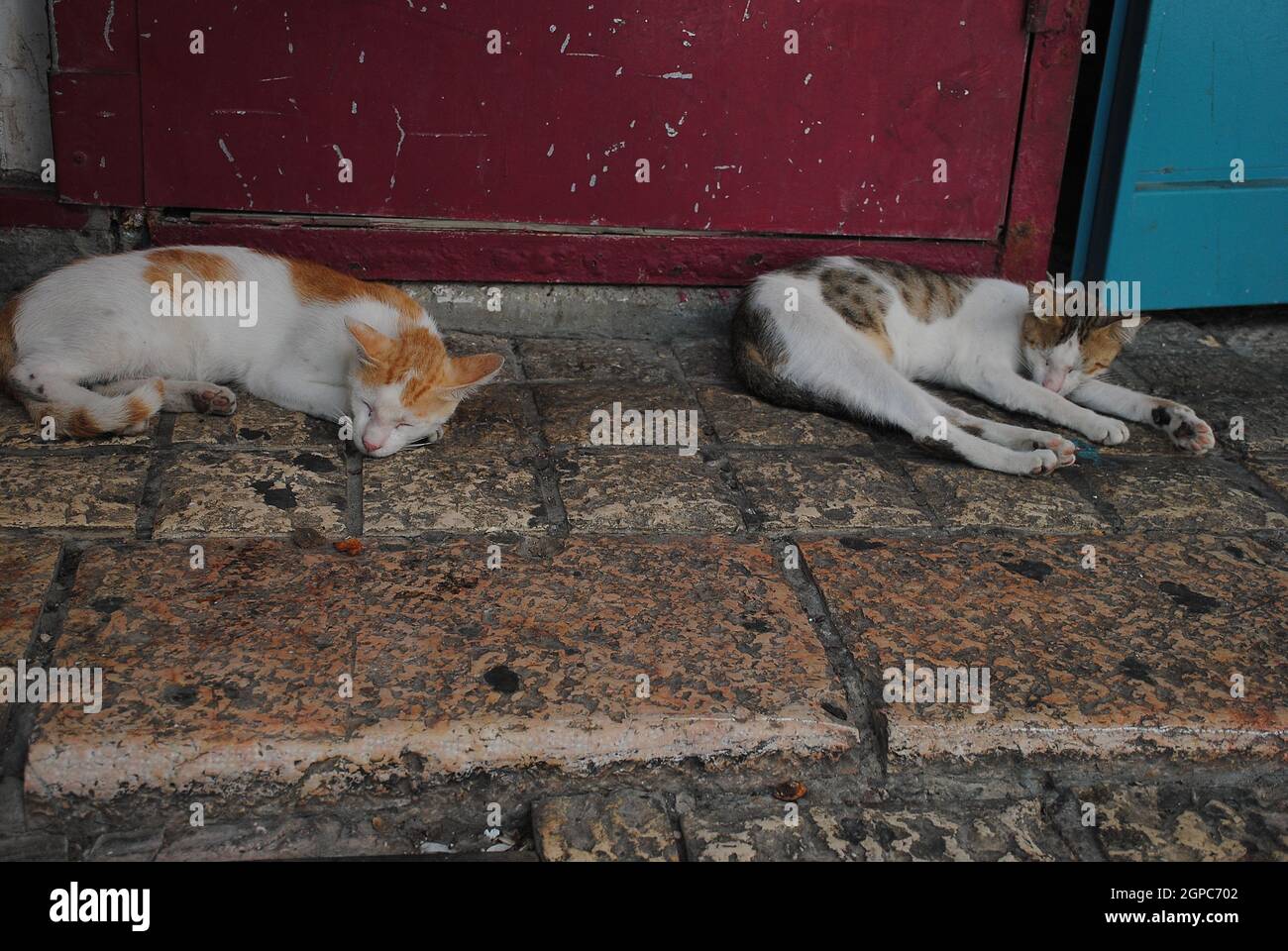 Two strolling cats are sleeping on pavement. Cute animals Stock Photo ...