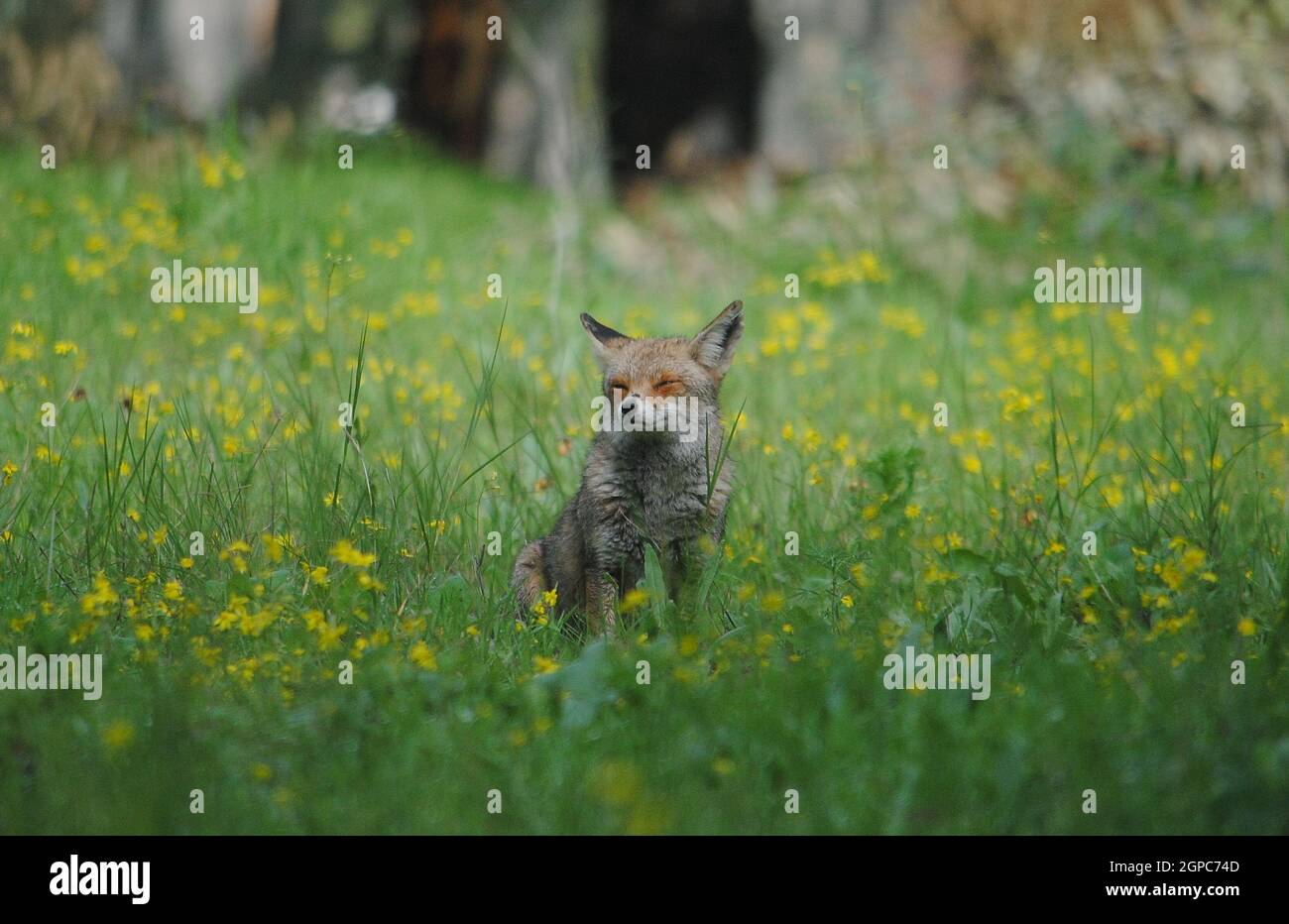 Cute animals. Smiling fox in high grass Stock Photo - Alamy