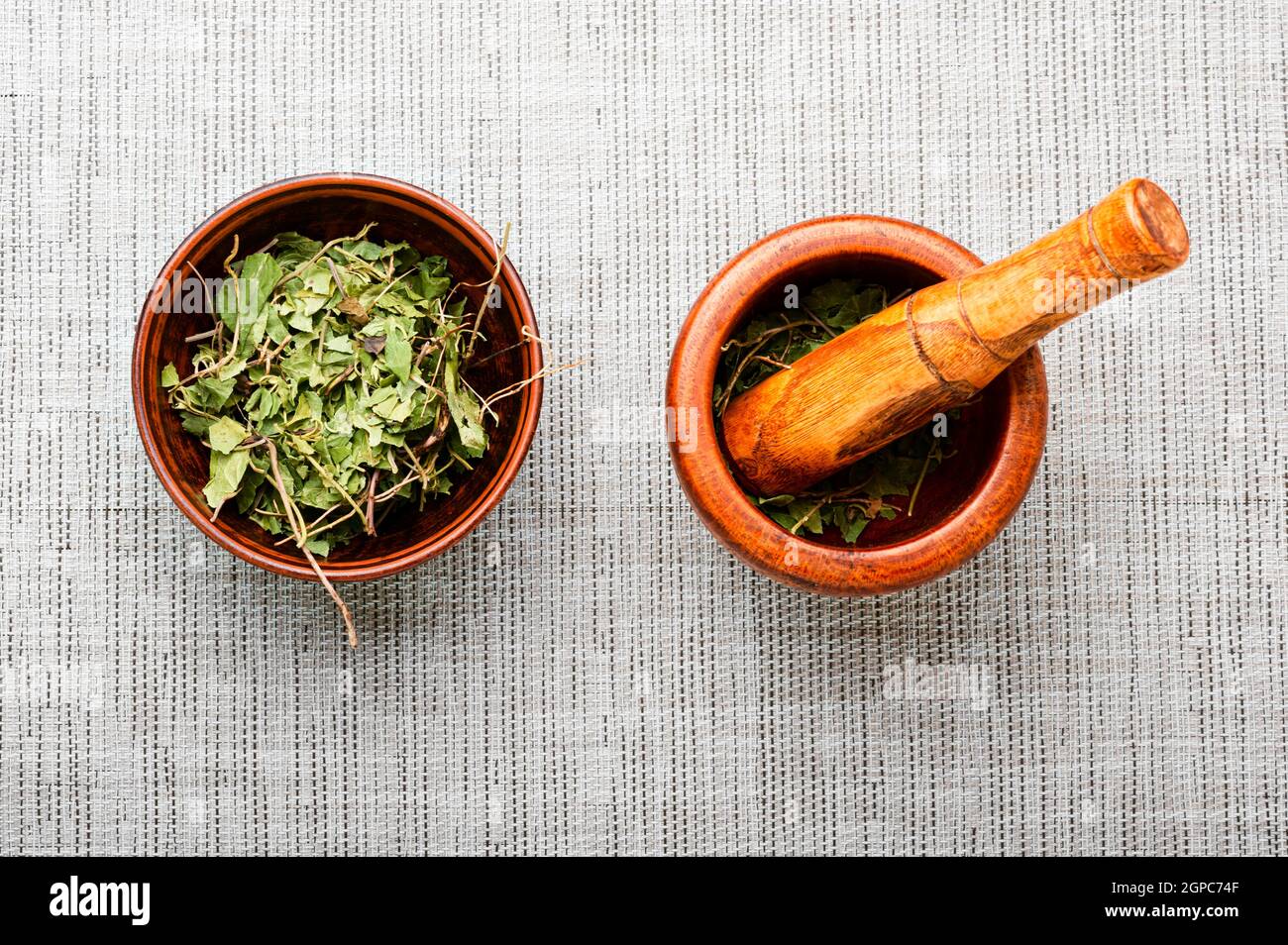 Orthilia secunda perennial medicinal plant popular in homeopathic ...