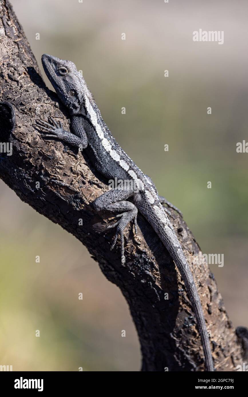 Jacky tree dragon hi-res stock photography and images - Alamy