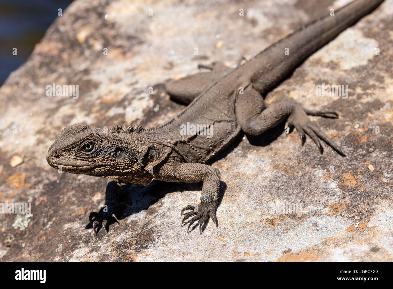 Eastern Water Dragon basking on rock Stock Photo - Alamy