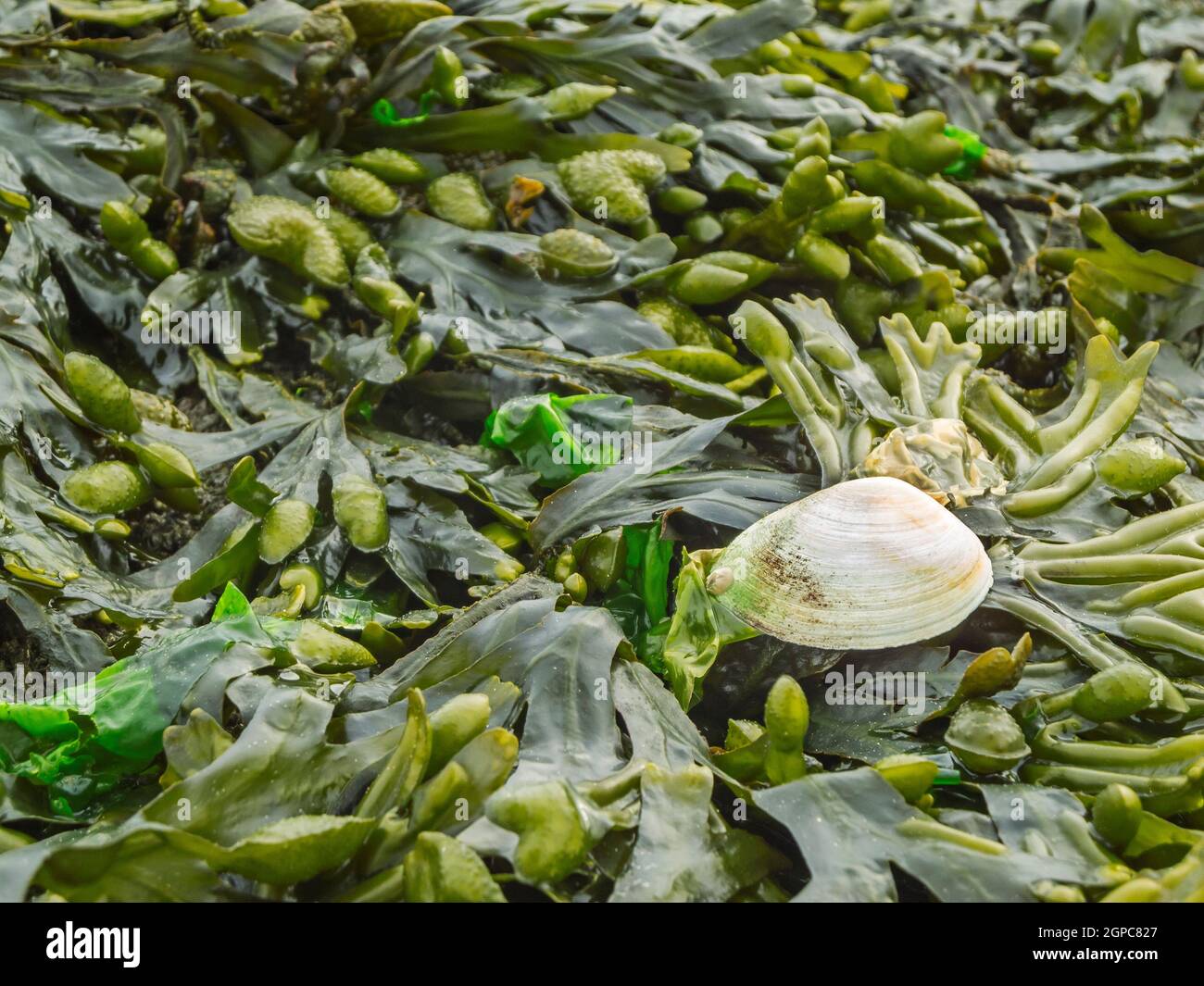 Format-filling view of landed bladderwrack (lat: Fucus vesiculosus ...