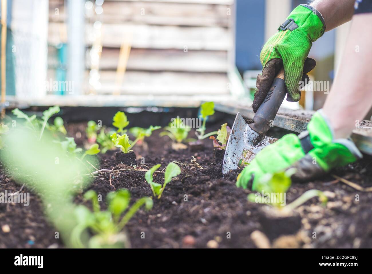 Woman is planting vegetables and herbs in raised bed. Fresh plants and ...