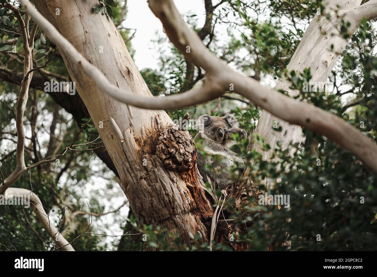 Mother and baby joey koala sitting together in fork of Australian gum tree Stock Photo - Alamy