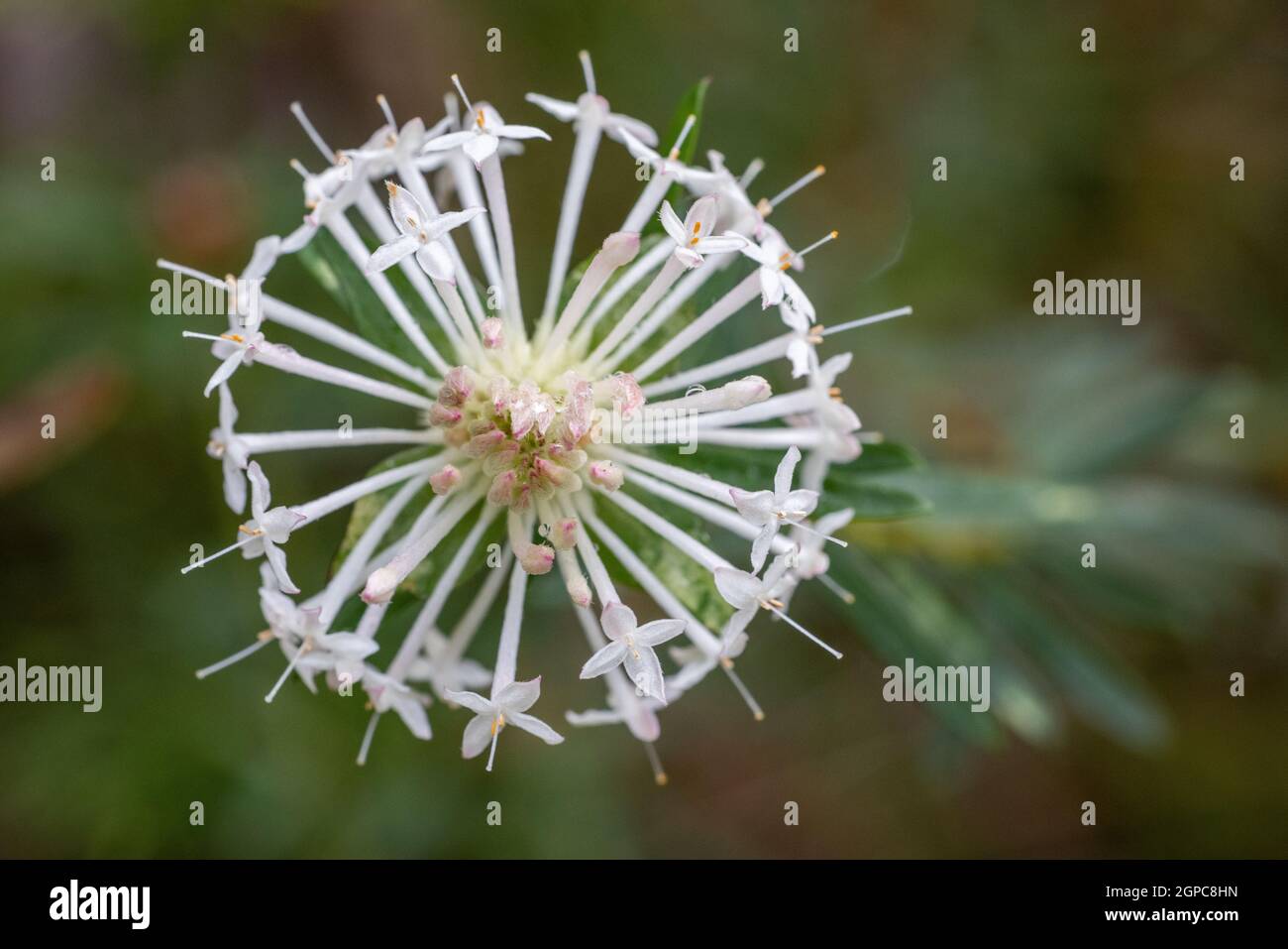 Slender Rice Flower plant in flower Stock Photo - Alamy