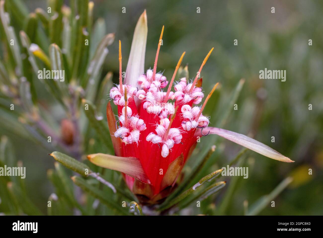 Lambertia formosa mountain devil hi-res stock photography and images ...