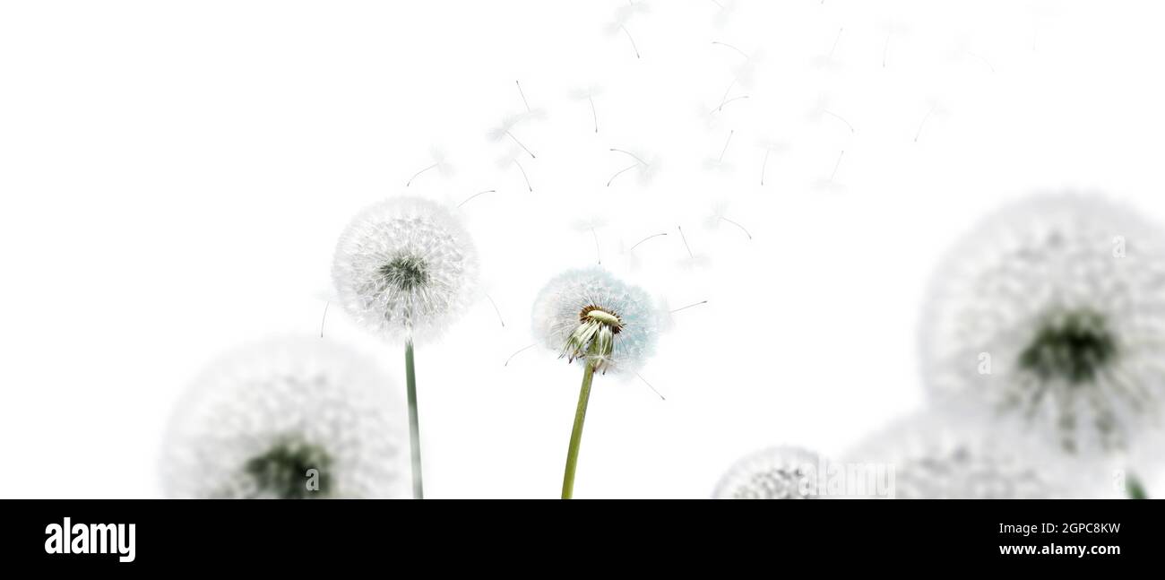 Beautiful dreamy spring with white background Stock Photo - Alamy