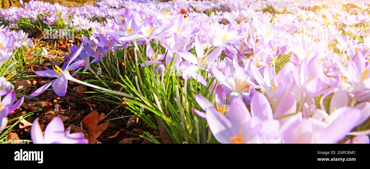 Beautiful crocuses growing through snow. First spring flowers Stock ...