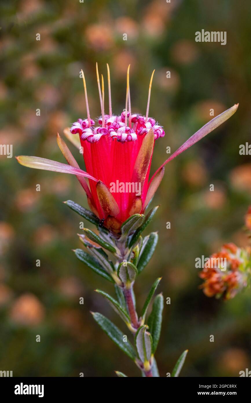 Lambertia formosa mountain devil hi-res stock photography and images ...
