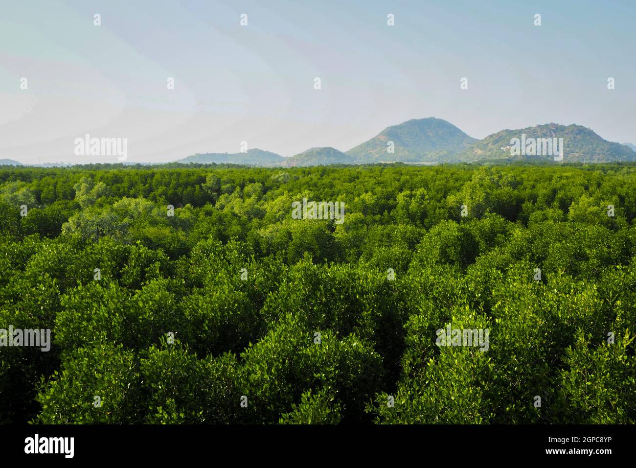 Forest. Green mountain forest landscape. Misty mountain forest ...