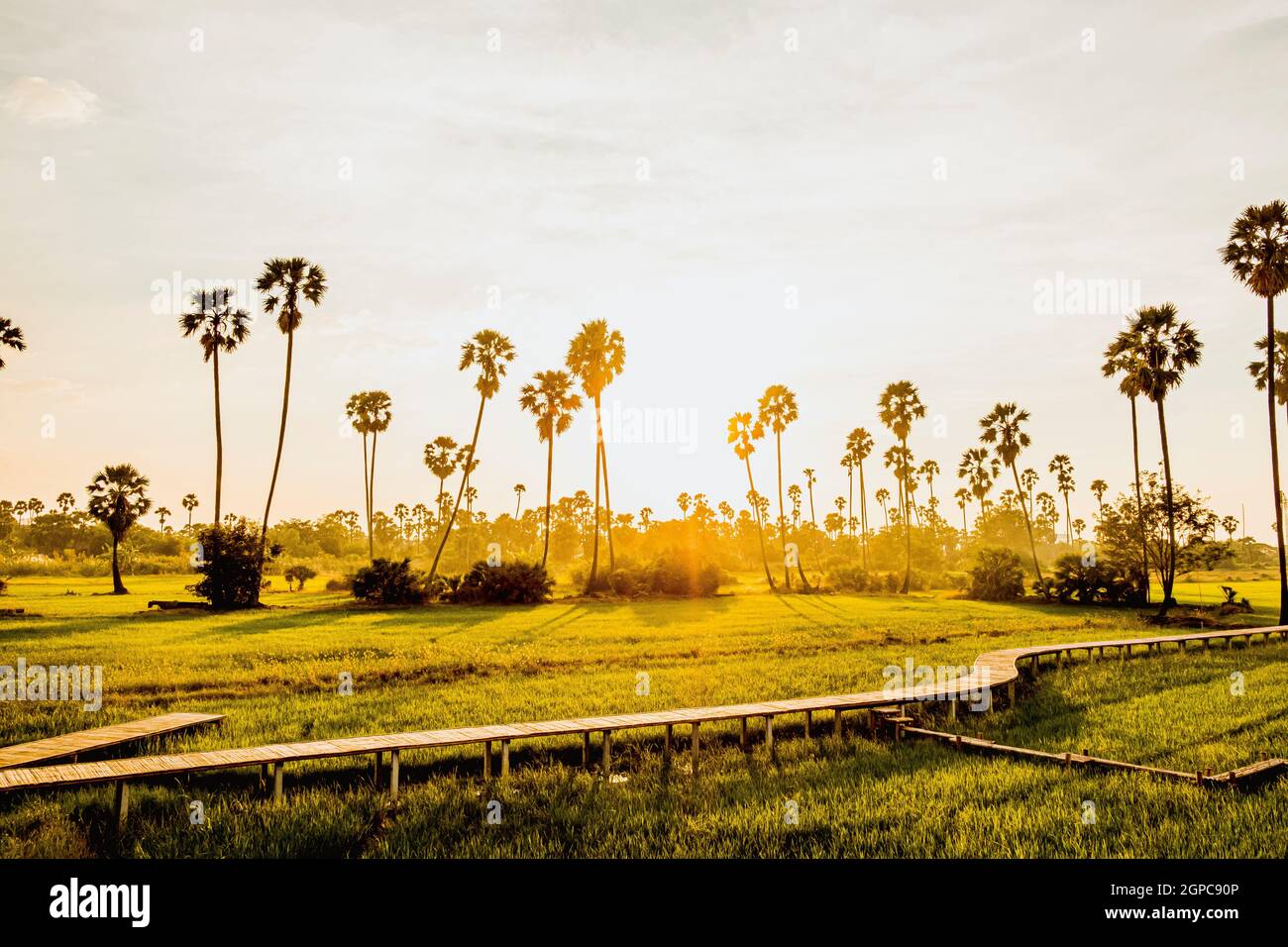 Beautiful wooden Bamboo bridge among the tropical palm trees at sunset ...