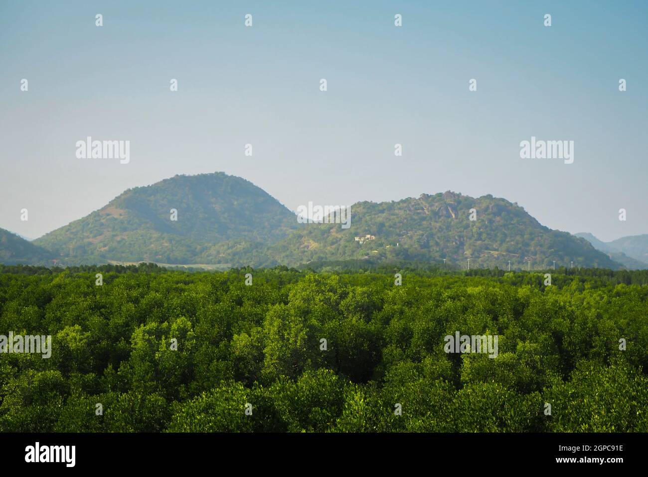 Forest. Green mountain forest landscape. Misty mountain forest ...