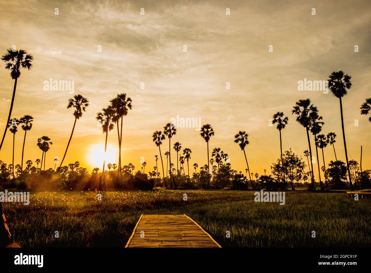 Beautiful wooden Bamboo bridge among the tropical palm trees at sunset ...