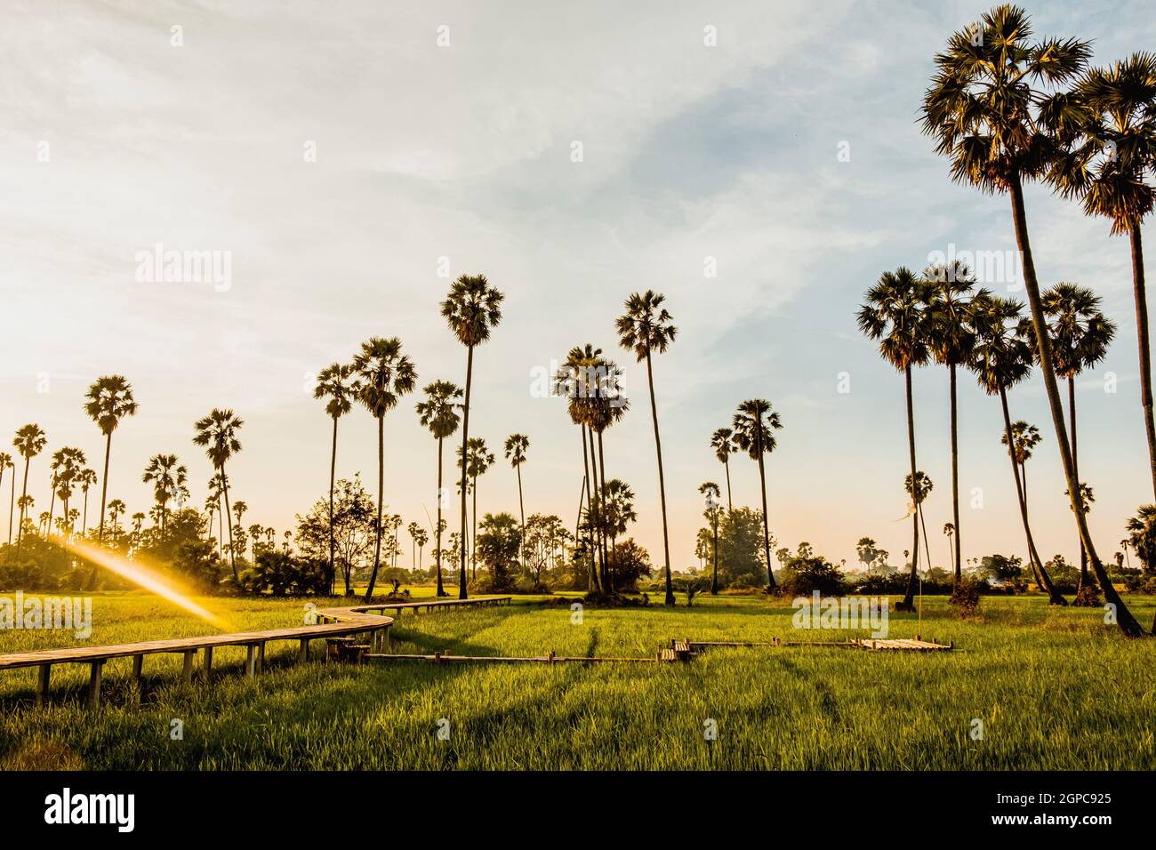 Beautiful wooden Bamboo bridge among the tropical palm trees at sunset ...