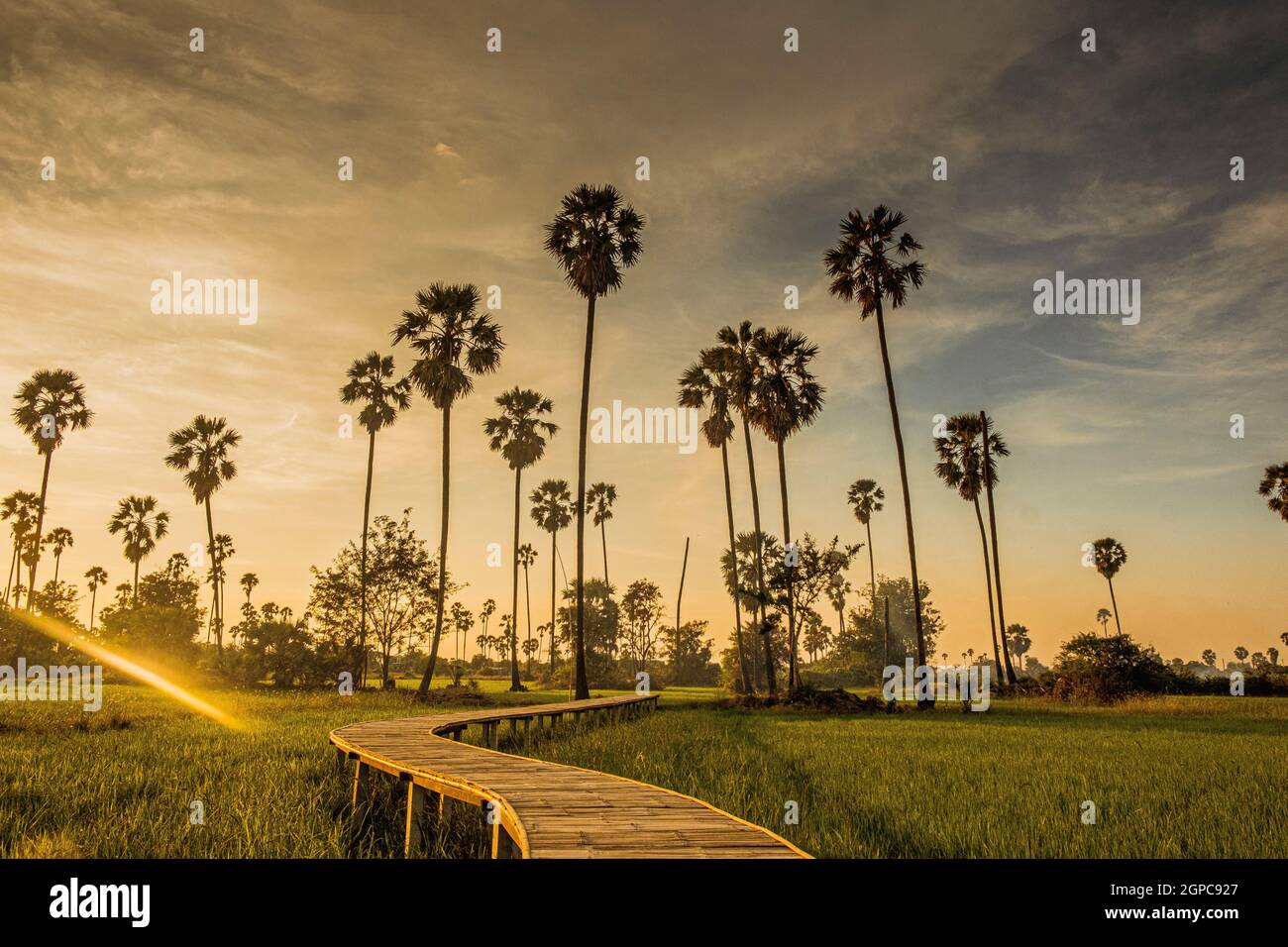 Beautiful wooden Bamboo bridge among the tropical palm trees at sunset ...