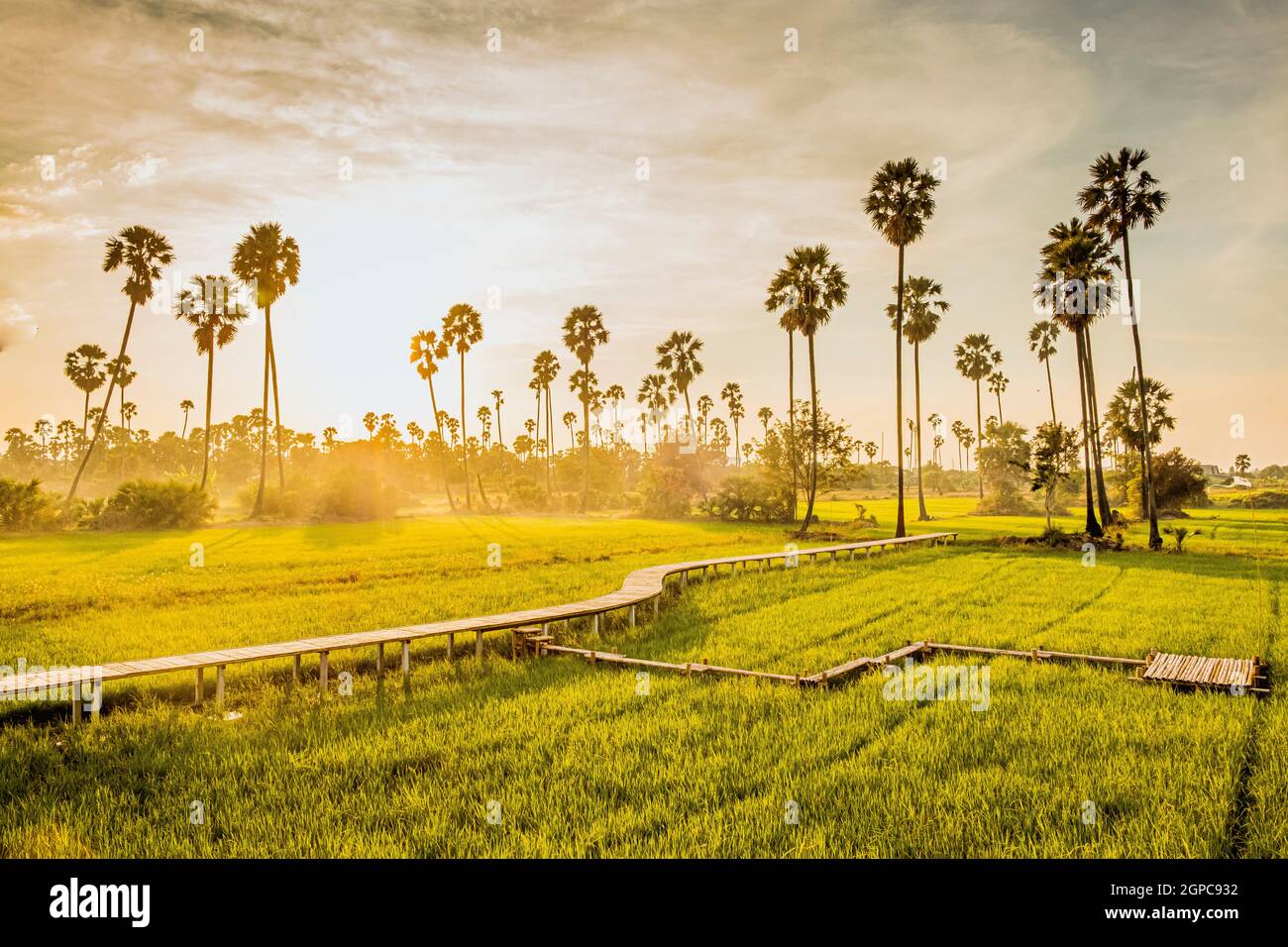 Beautiful wooden Bamboo bridge among the tropical palm trees at sunset ...