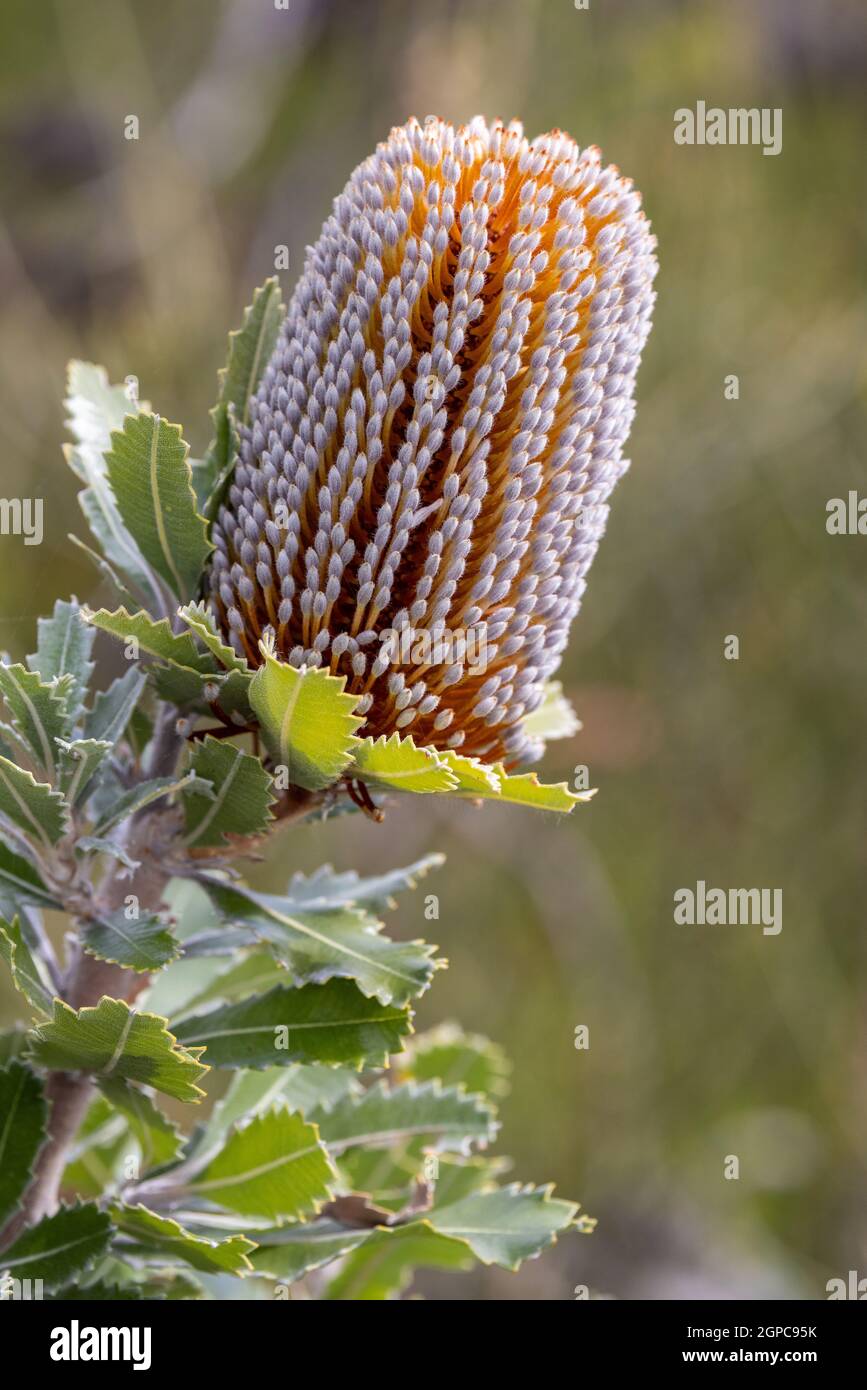 Old man banksia tree hi-res stock photography and images - Alamy