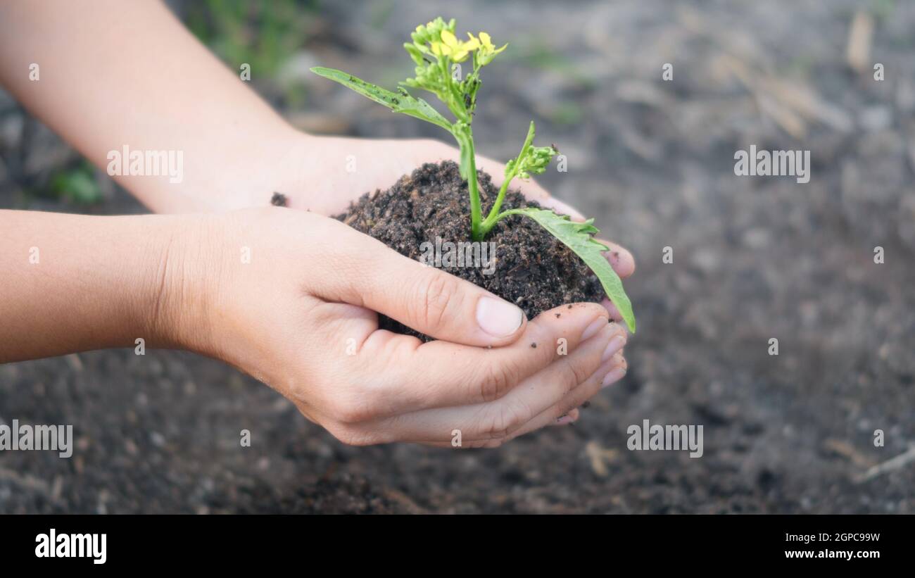 Woman hand hold planting growing a tree in soil on the garden. Female ...