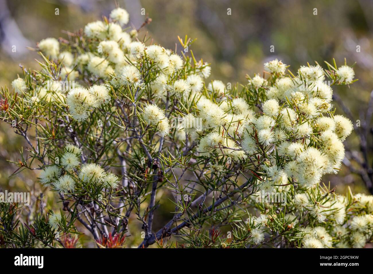 Native Australian Prickly Moses Plant in flower Stock Photo - Alamy