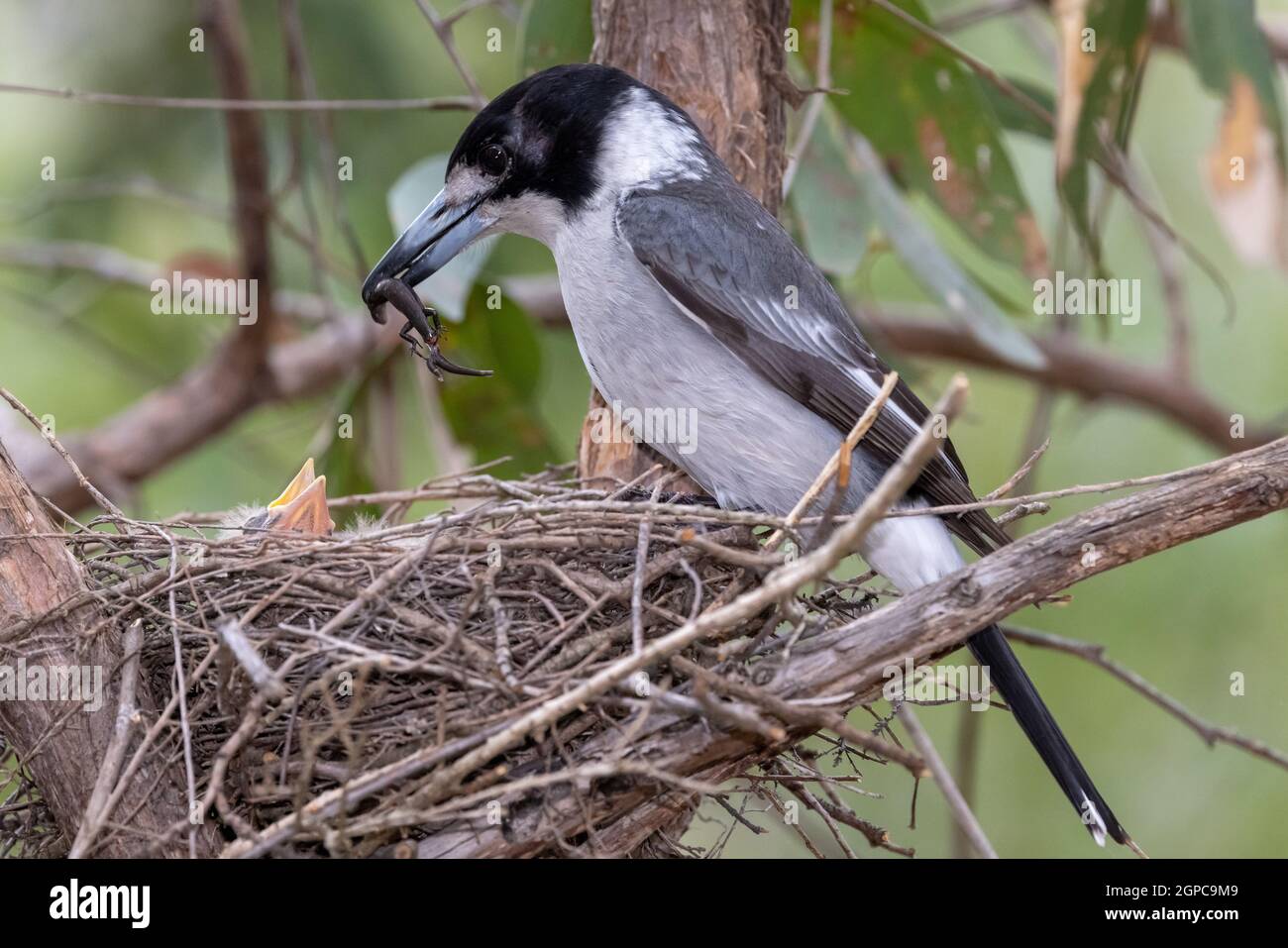 Australian butcher bird hi-res stock photography and images - Alamy