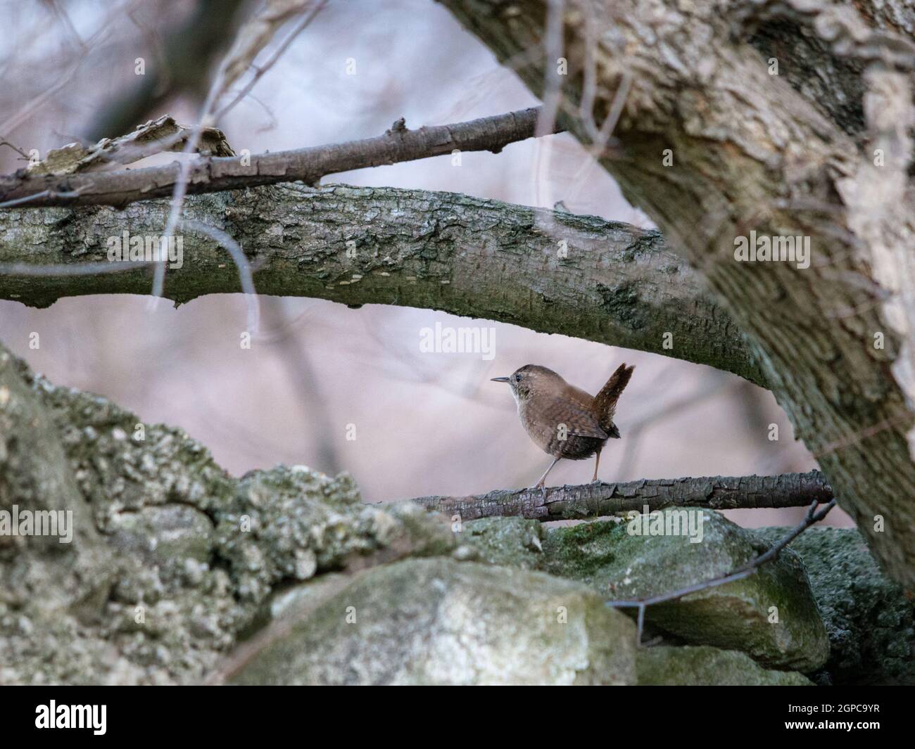 Wren stone wall hi-res stock photography and images - Alamy