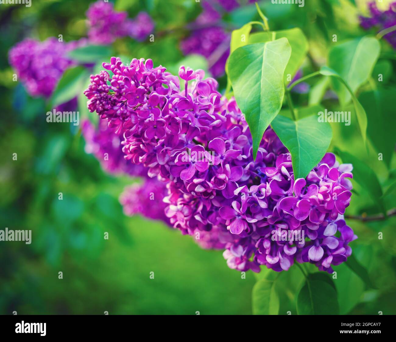 Blooming purple lilac flowers. Lilacs in nature Stock Photo - Alamy