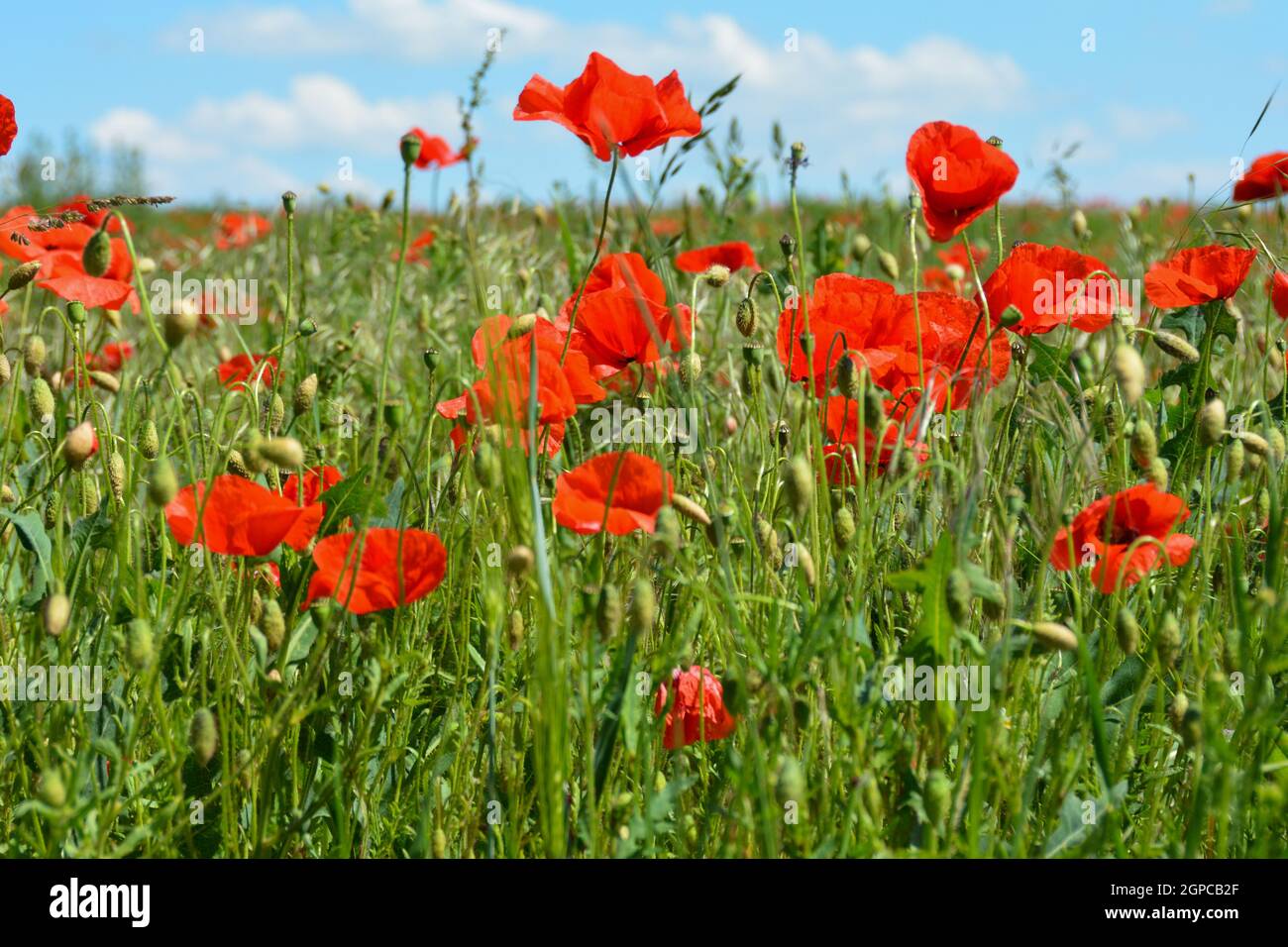 Lots of red corn poppy flowers ( Papaver rhoeas ) on green meadow with ...