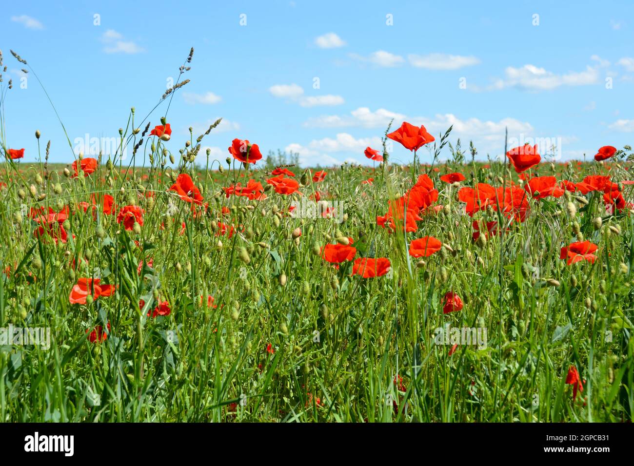 Lots of red corn poppy flowers ( Papaver rhoeas ) on green meadow with ...