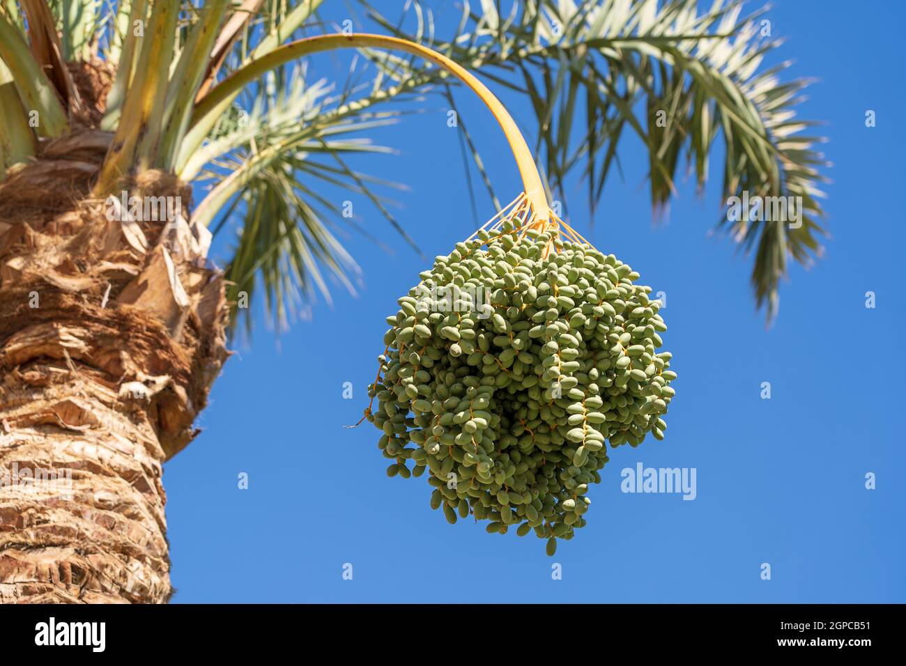 Date palm branch with green unripe dates on blue sky background in ...