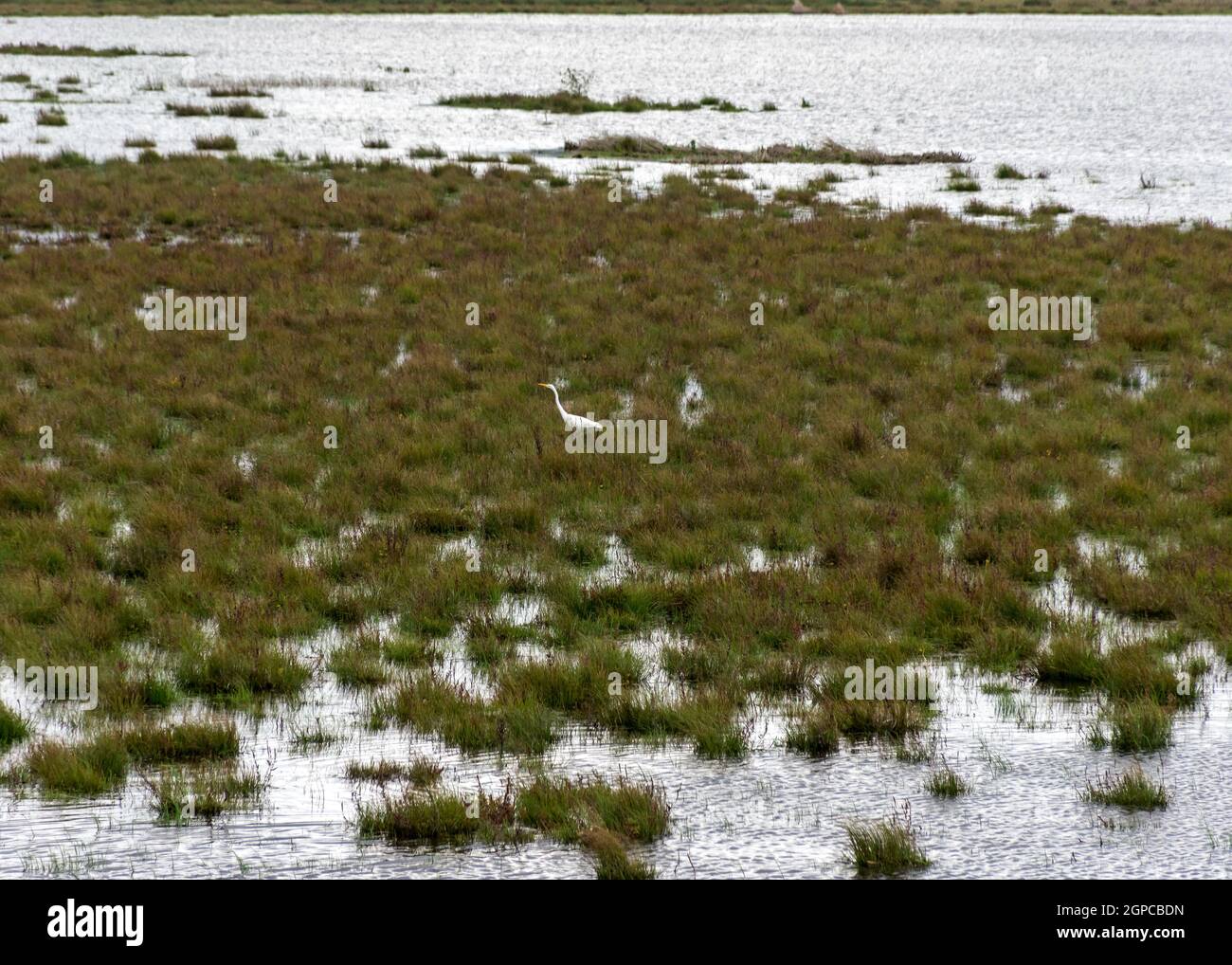 cloudy day, gray clouds, landscape with lake and reeds by the lake ...