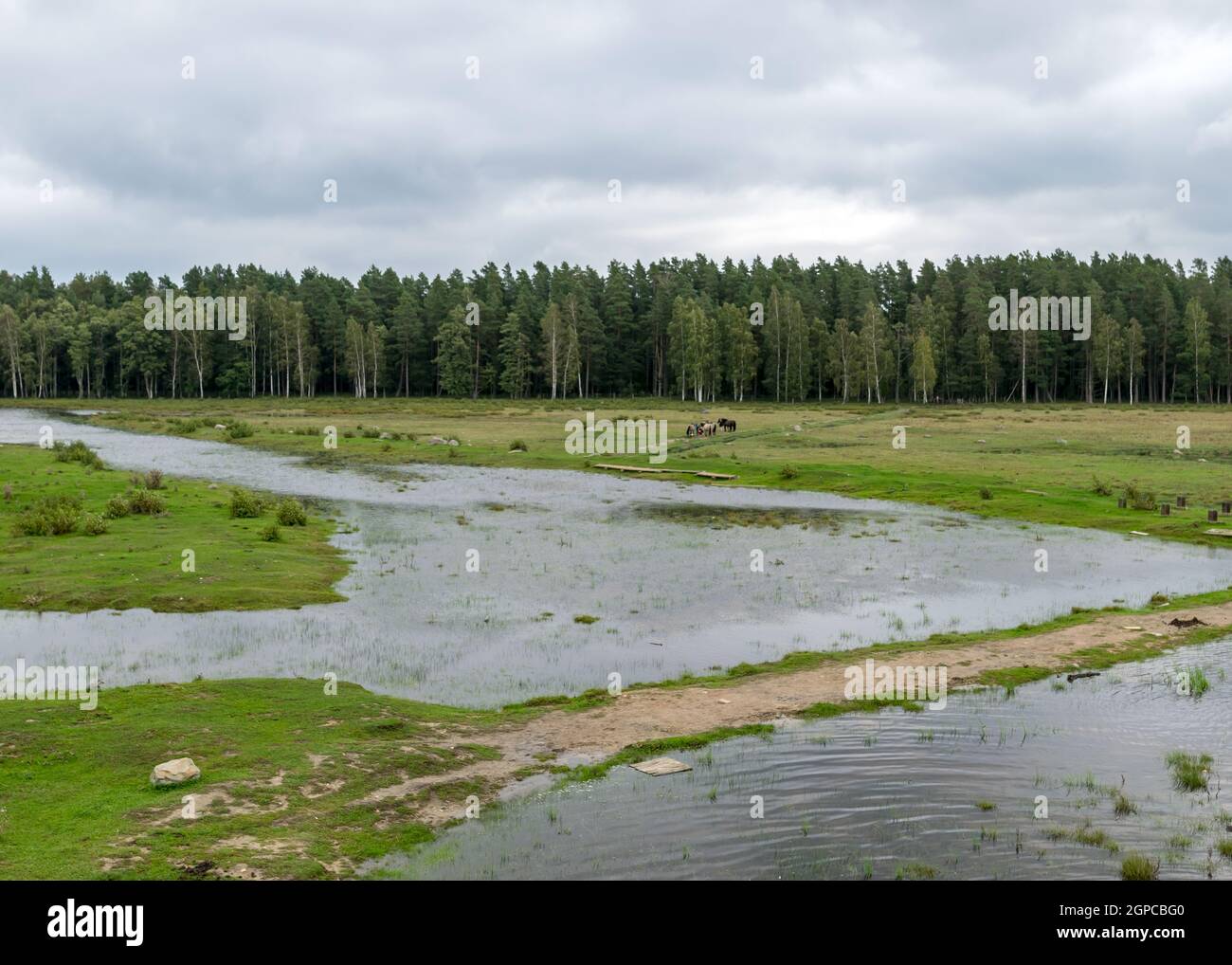 cloudy day, gray clouds, landscape with lake and reeds by the lake ...