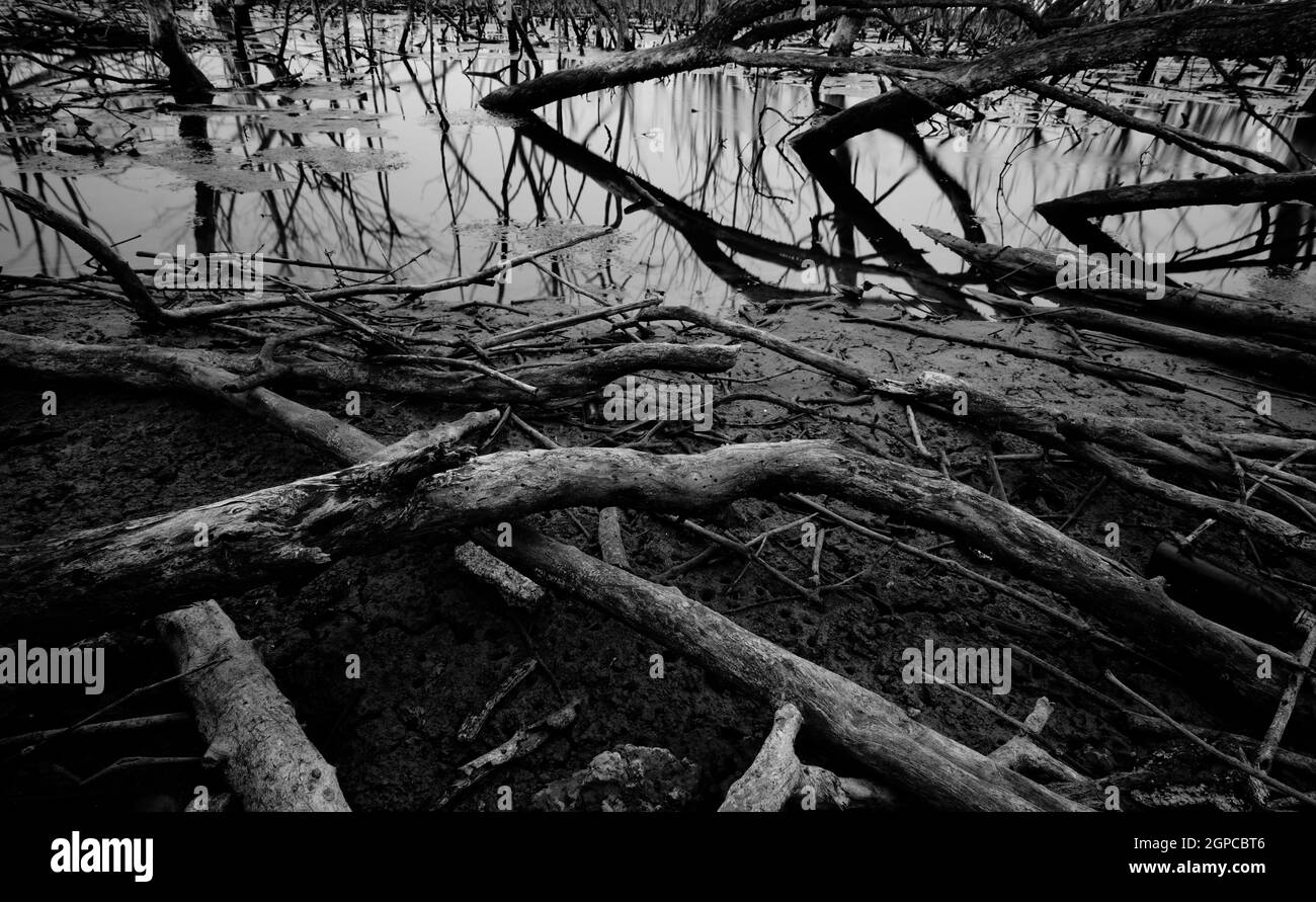 Dead tree in degraded mangrove forest. Environmental crisis from ...