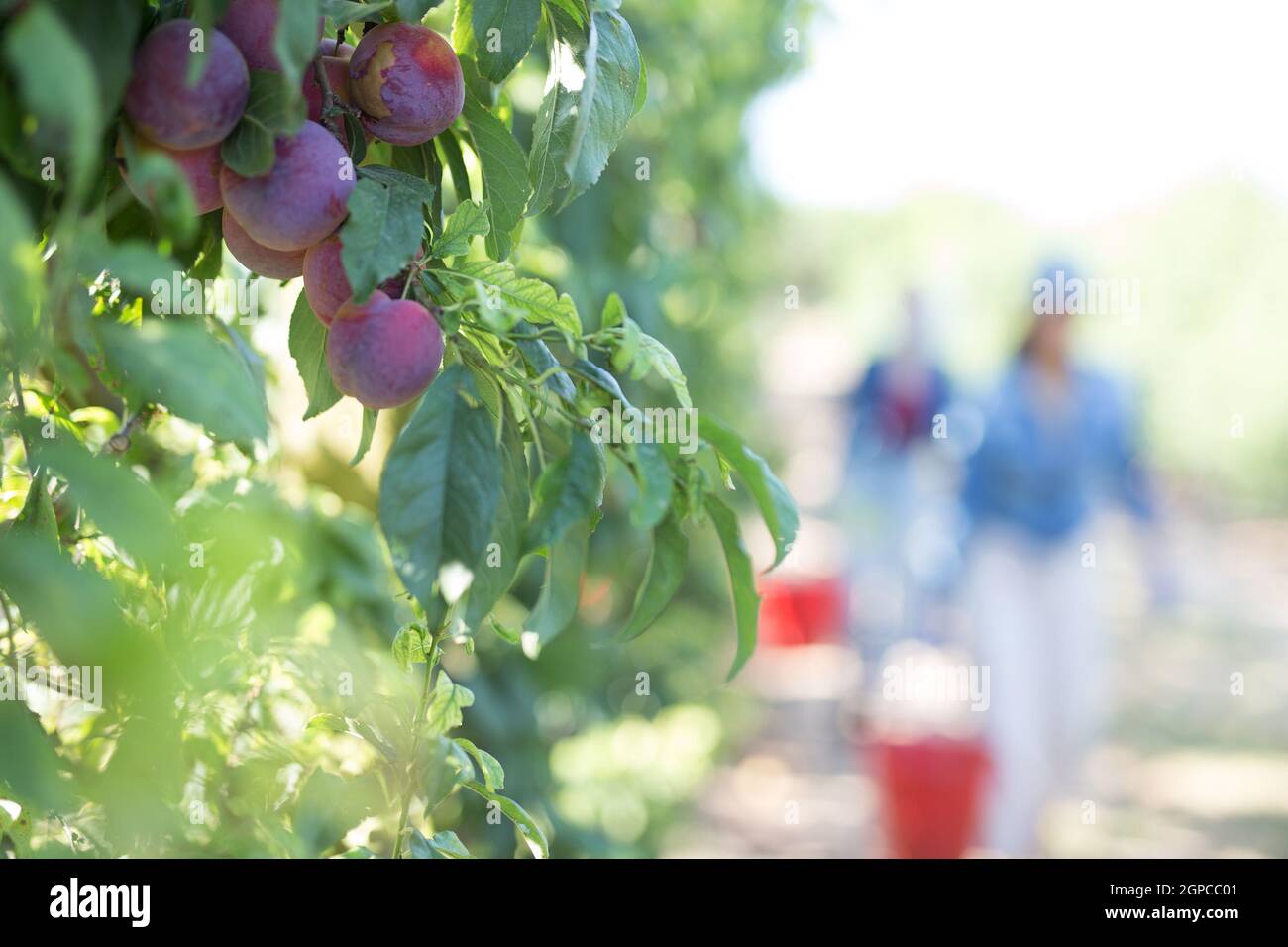 Plum grove garden hi-res stock photography and images - Alamy