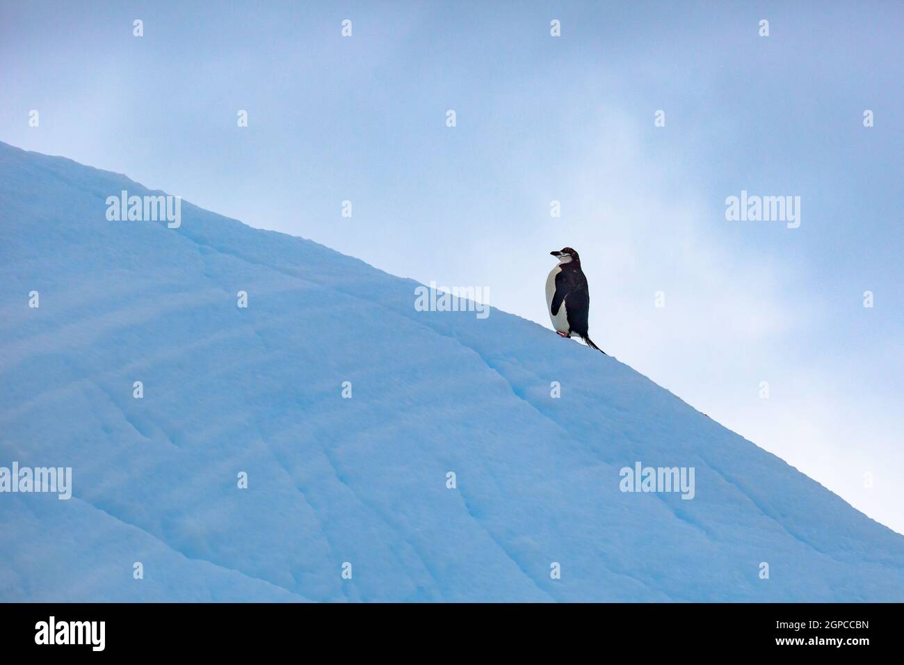 chinstrap penguin (Pygoscelis antarcticus) in Antarctica Stock Photo ...