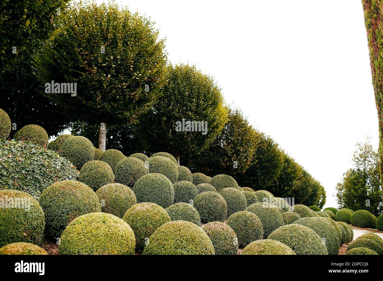 Boxwood balls hi-res stock photography and images - Alamy