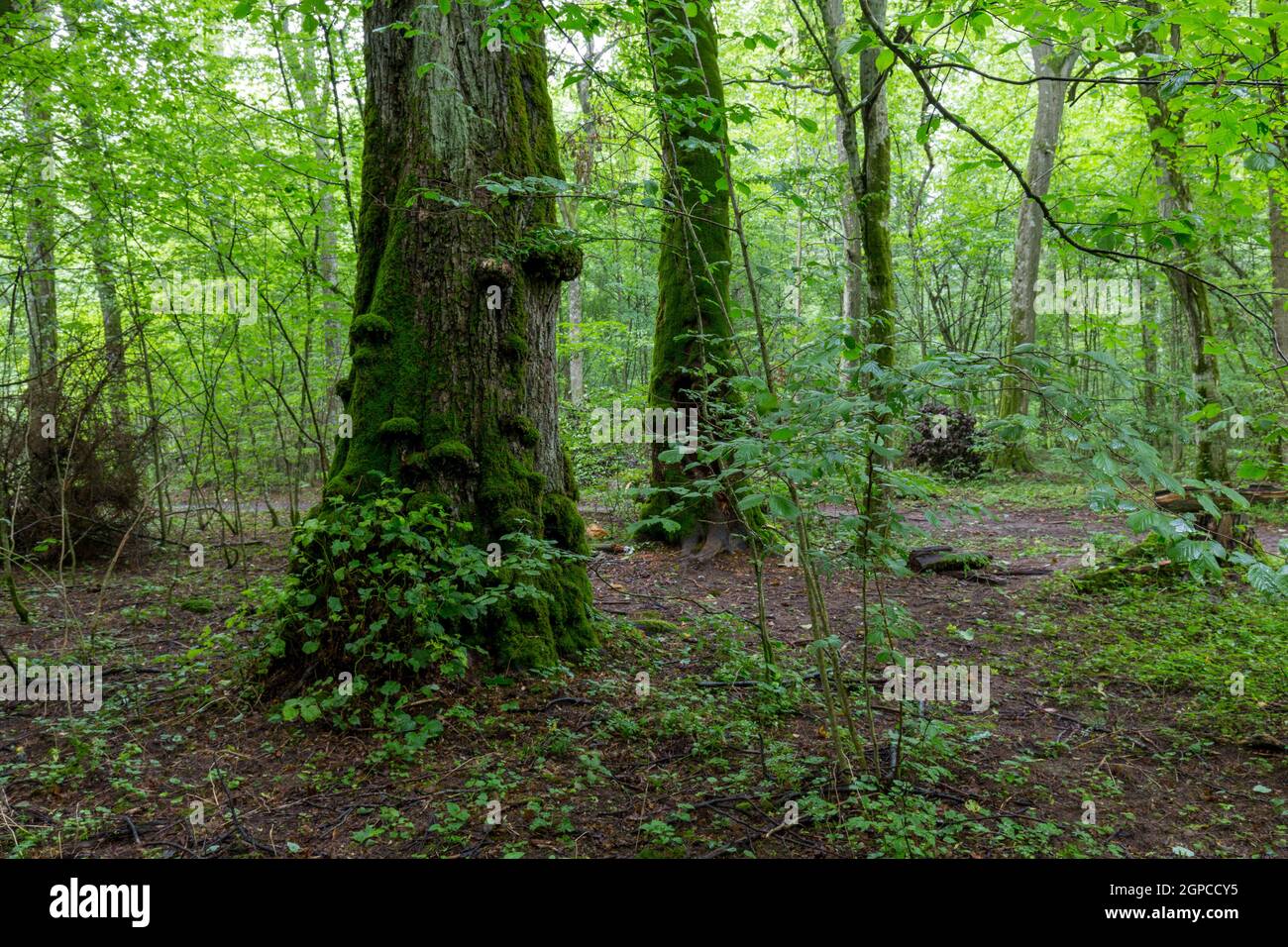 Natural deciduous tree stand with old lindwn trees and hornbeam around ...