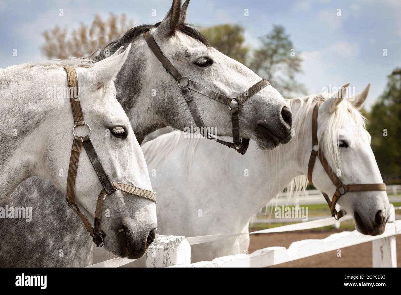 Old Kladruby white horse in Czech Republic Stock Photo - Alamy
