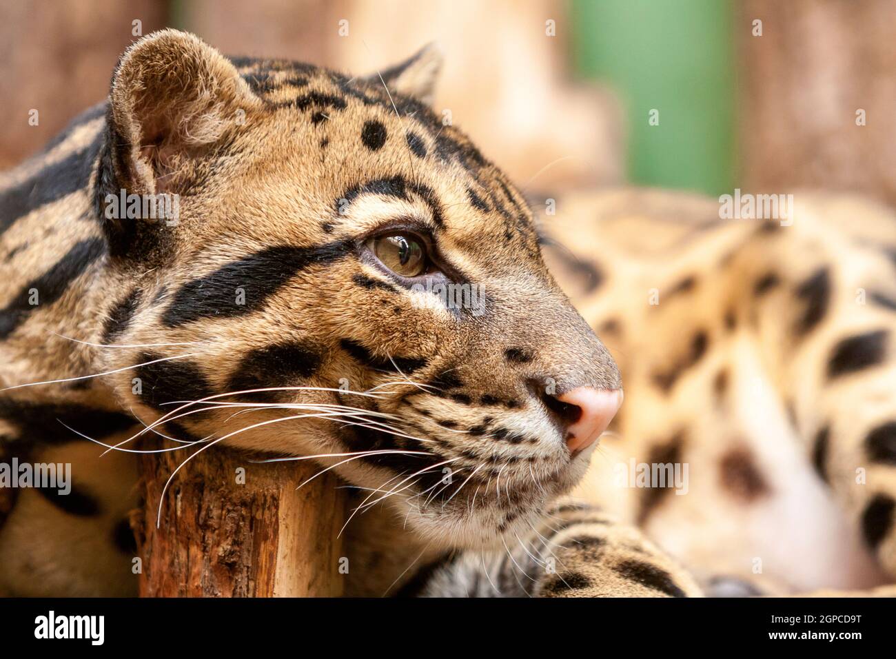 Ocelot head hi-res stock photography and images - Alamy