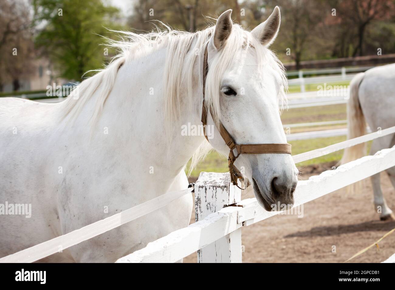 Kladruby stallion hi-res stock photography and images - Alamy