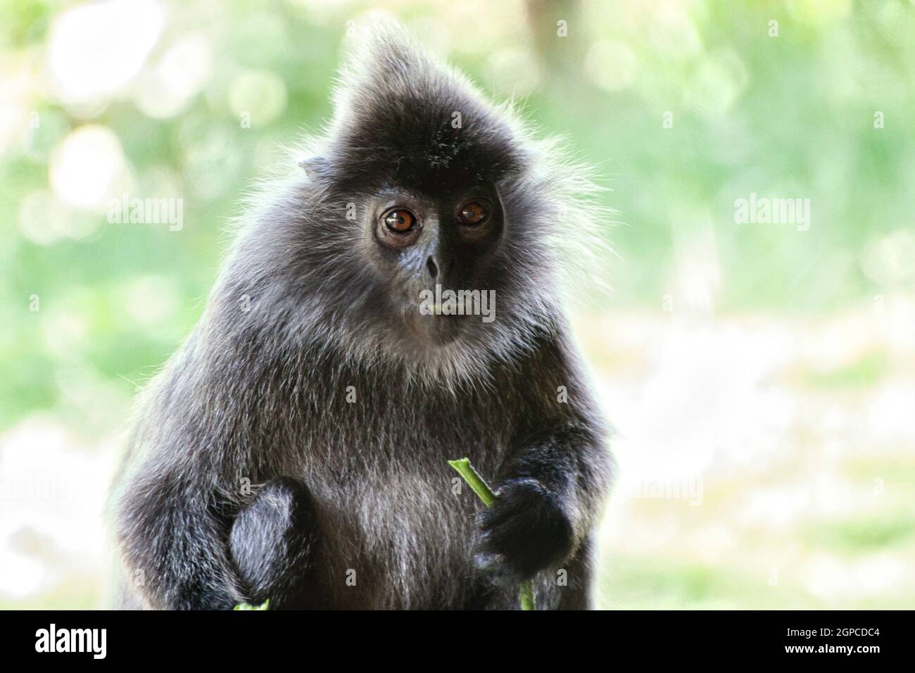 Surili hi-res stock photography and images - Alamy