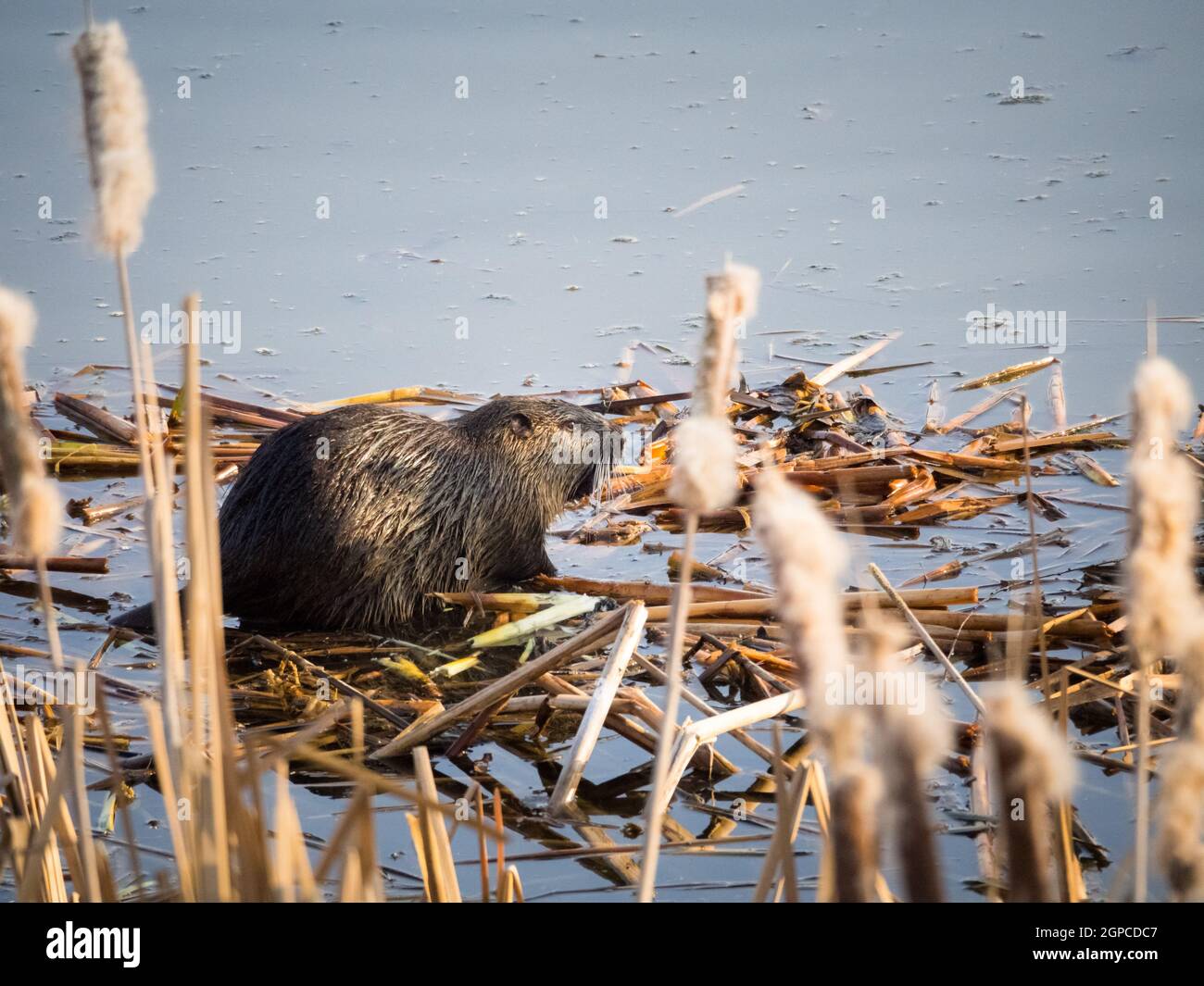 Beaver chewing on wood hi-res stock photography and images - Alamy