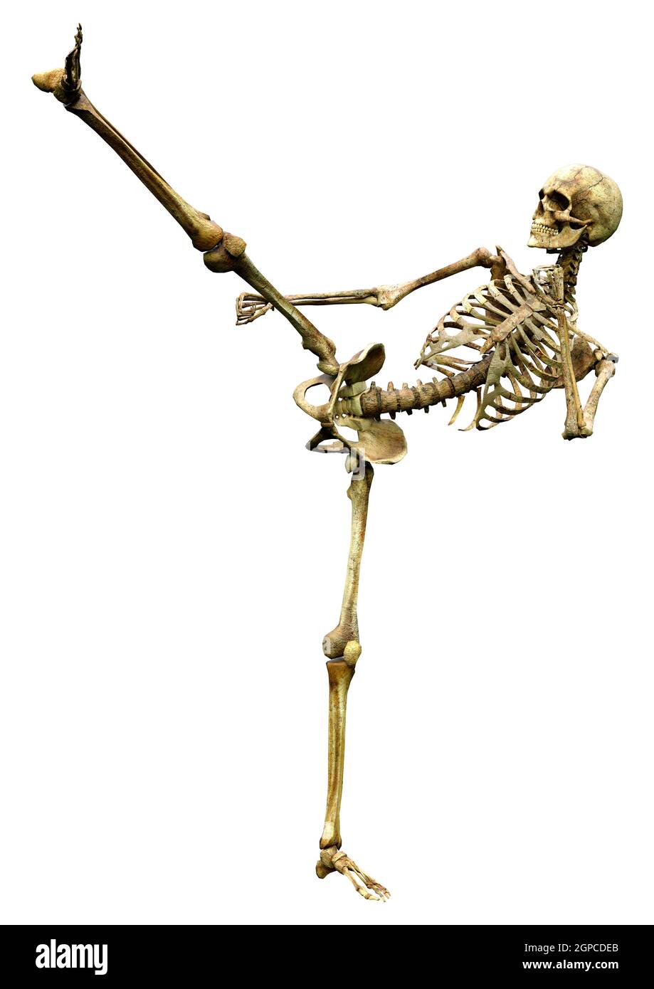 3D rendering of a human skeleton isolated on white background Stock ...