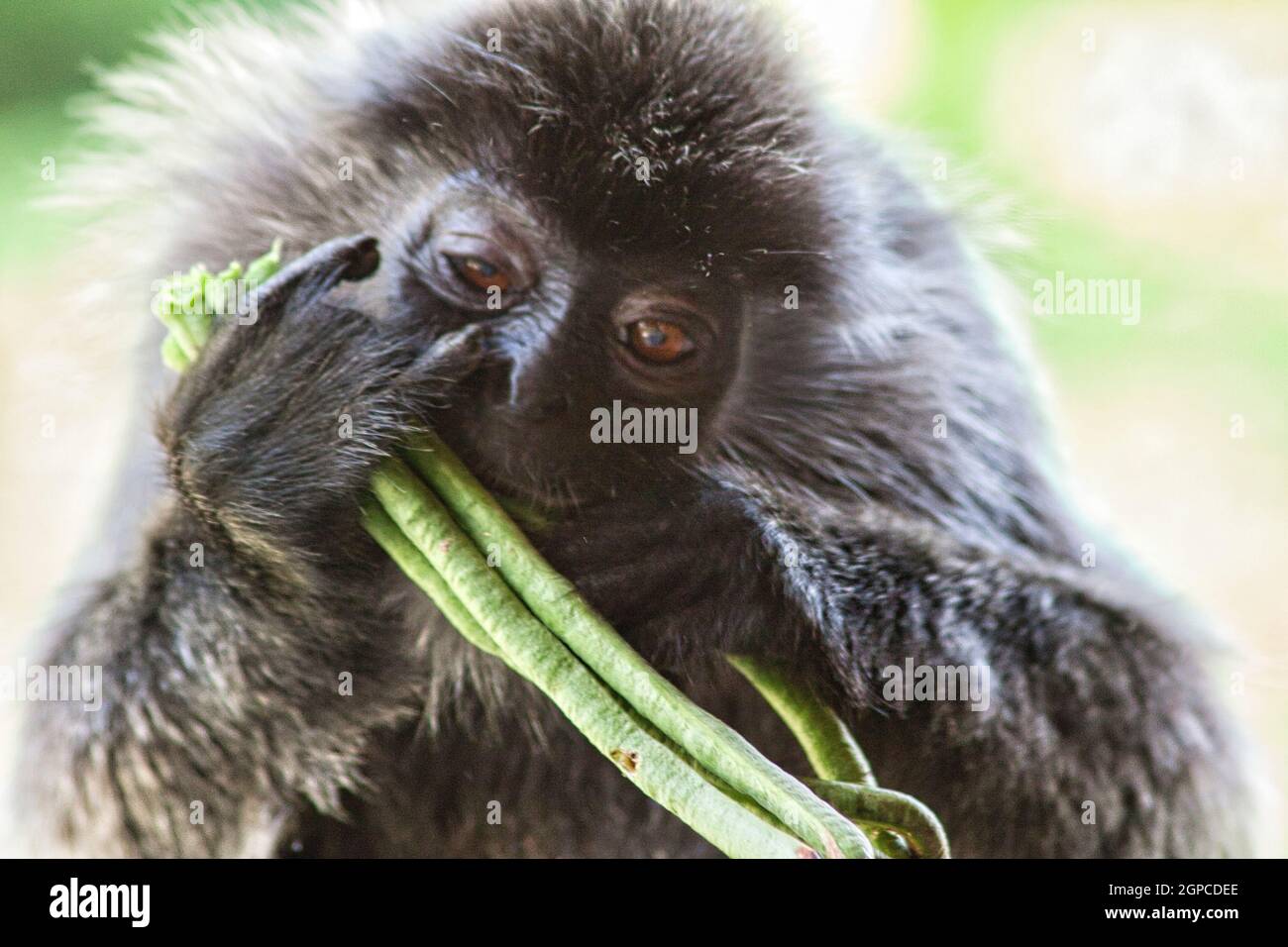 Black and white Surili monkey (Presbytis) - photographed in Borneo near ...