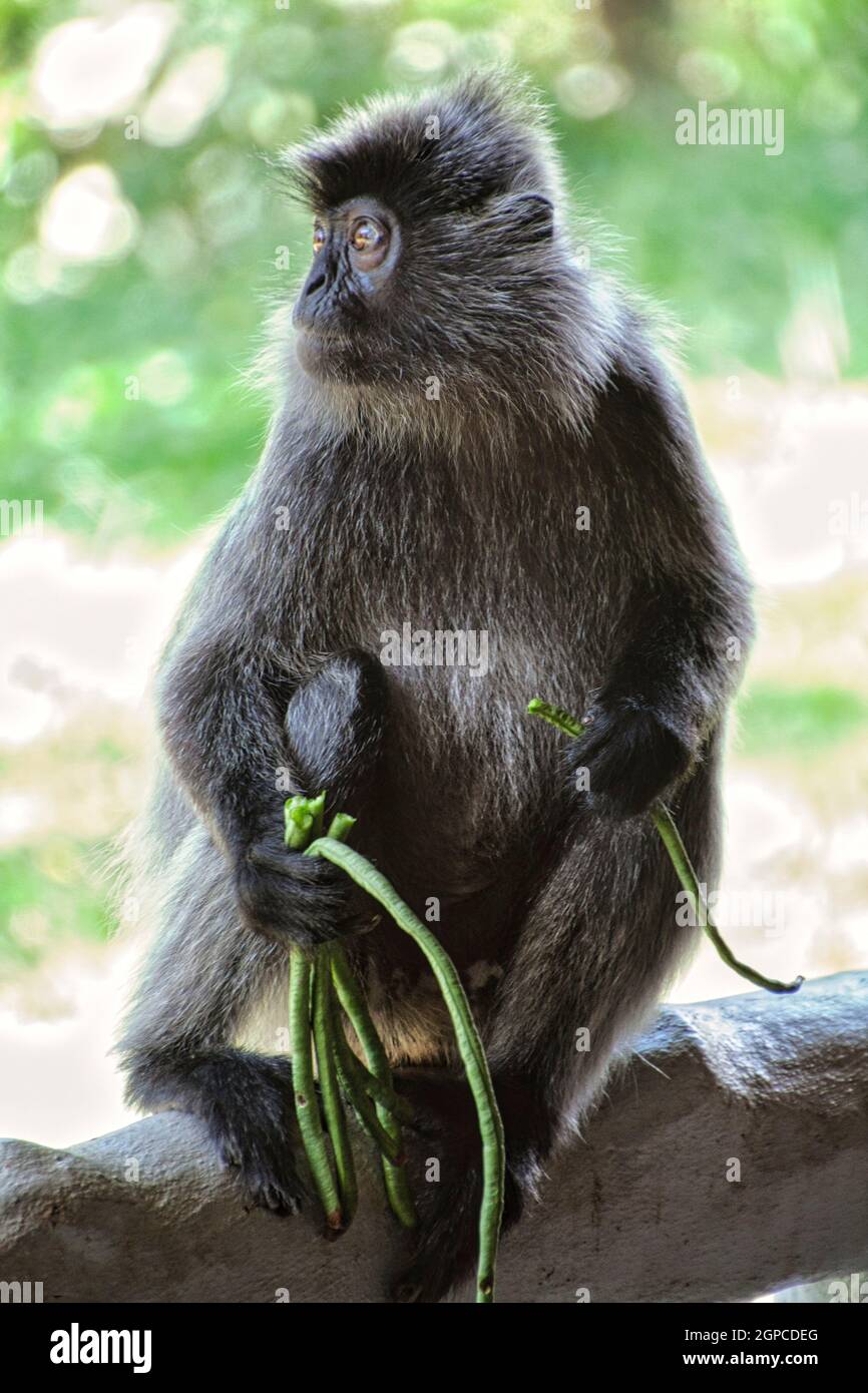 Surili hi-res stock photography and images - Alamy